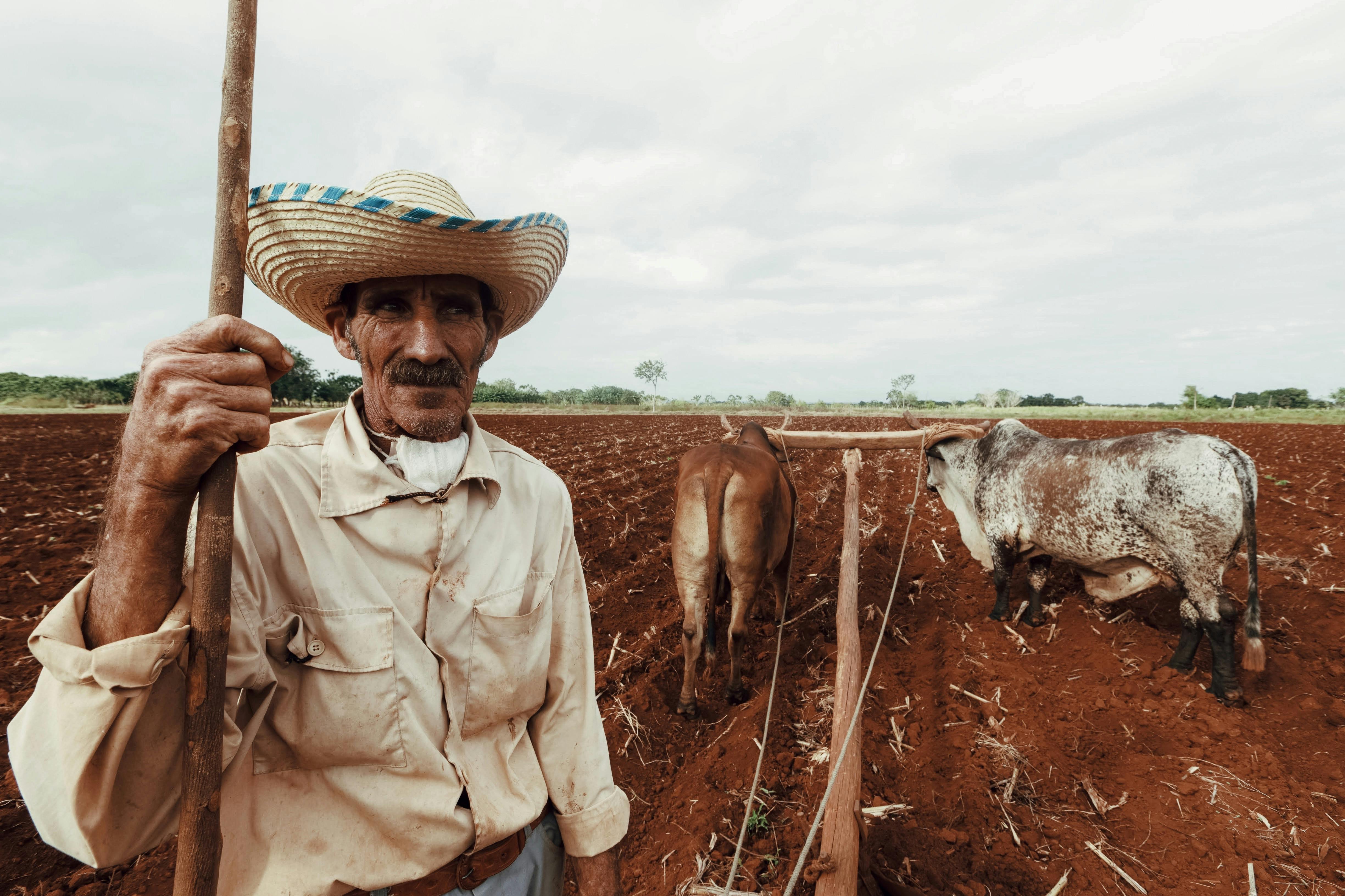 Man and Oxen Standing on Field · Free Stock Photo