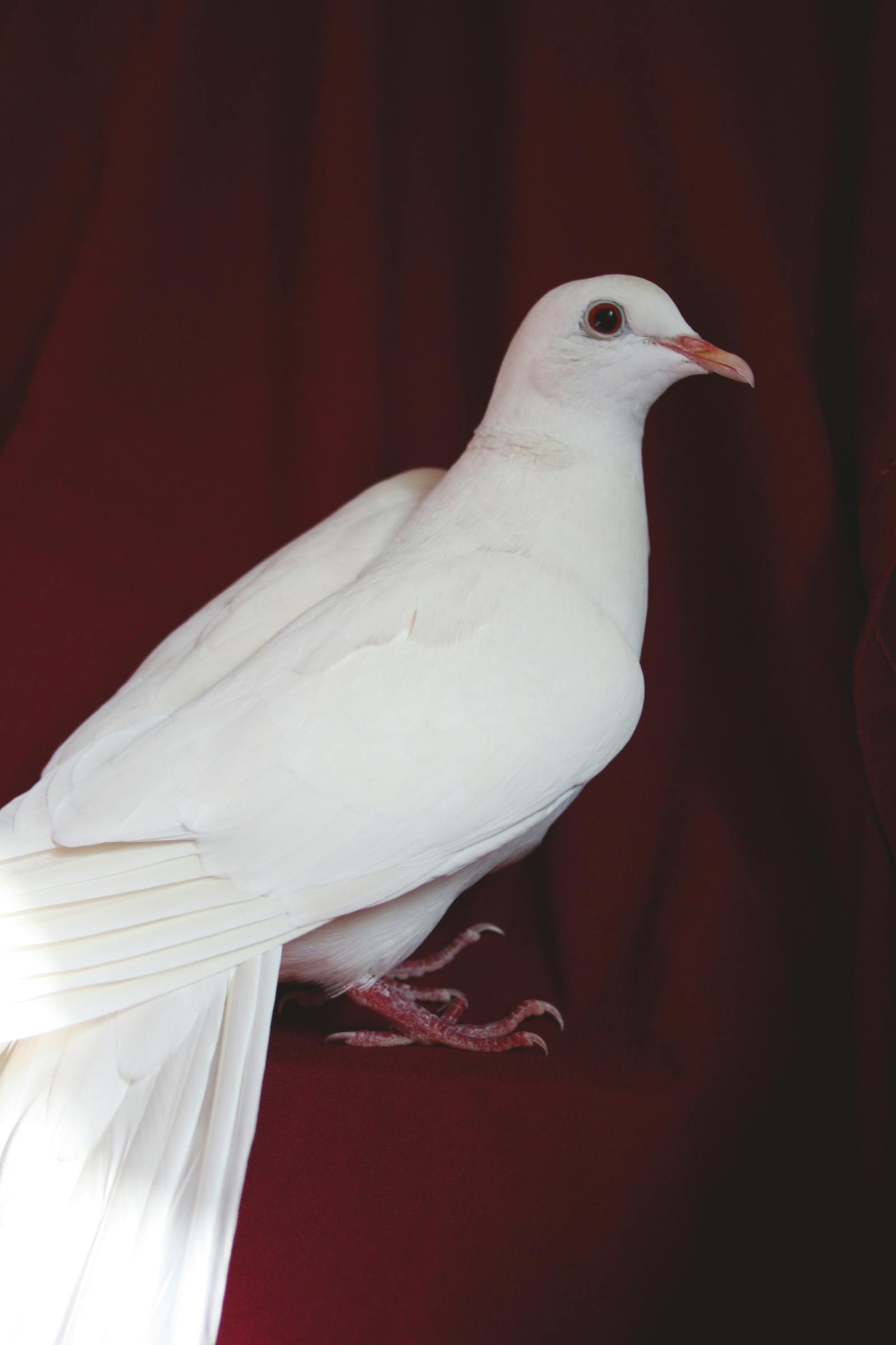 White Dove Photos, Download The BEST Free White Dove Stock Photos & HD ...