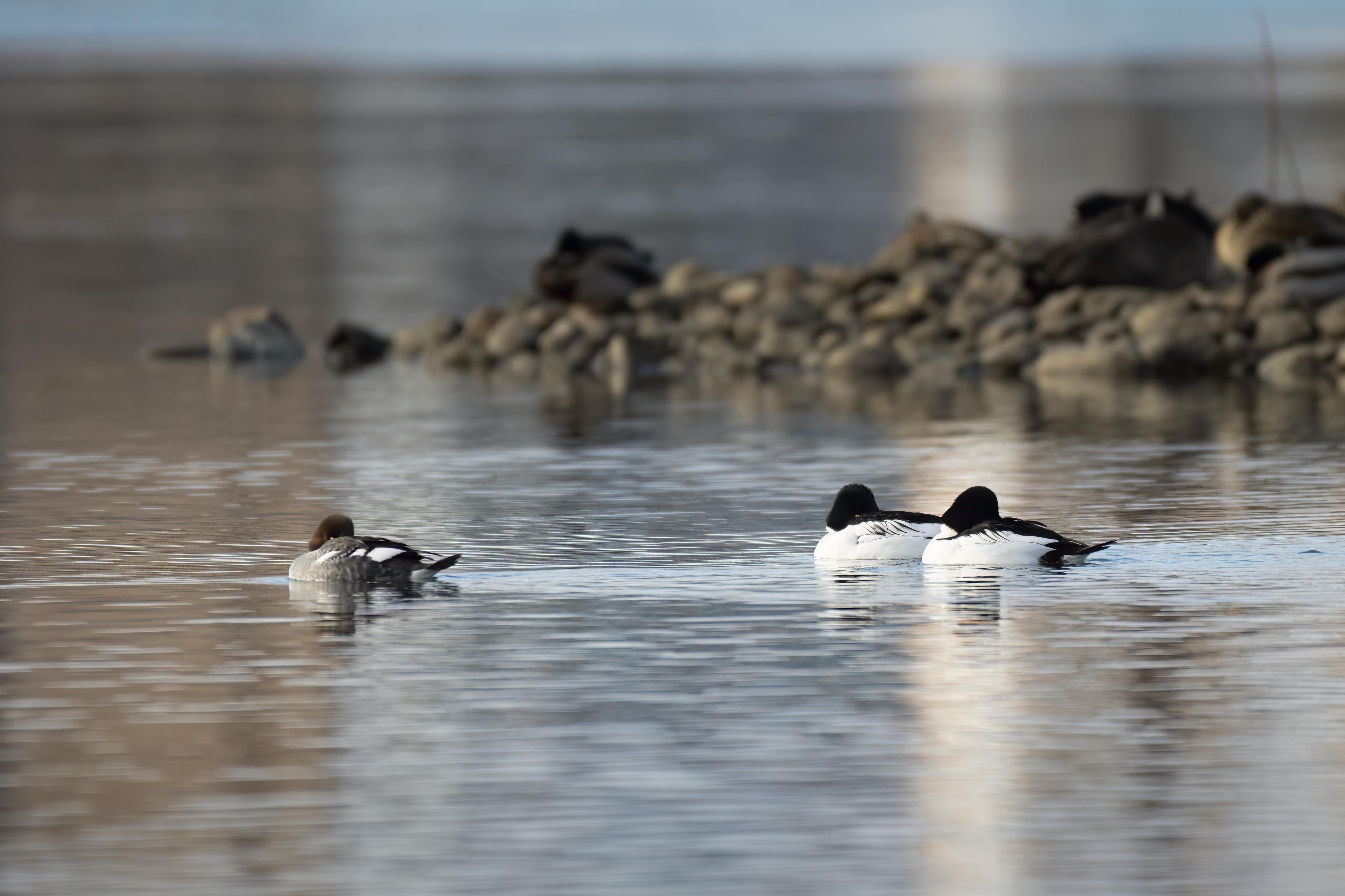 Close up of Swimming Birds · Free Stock Photo