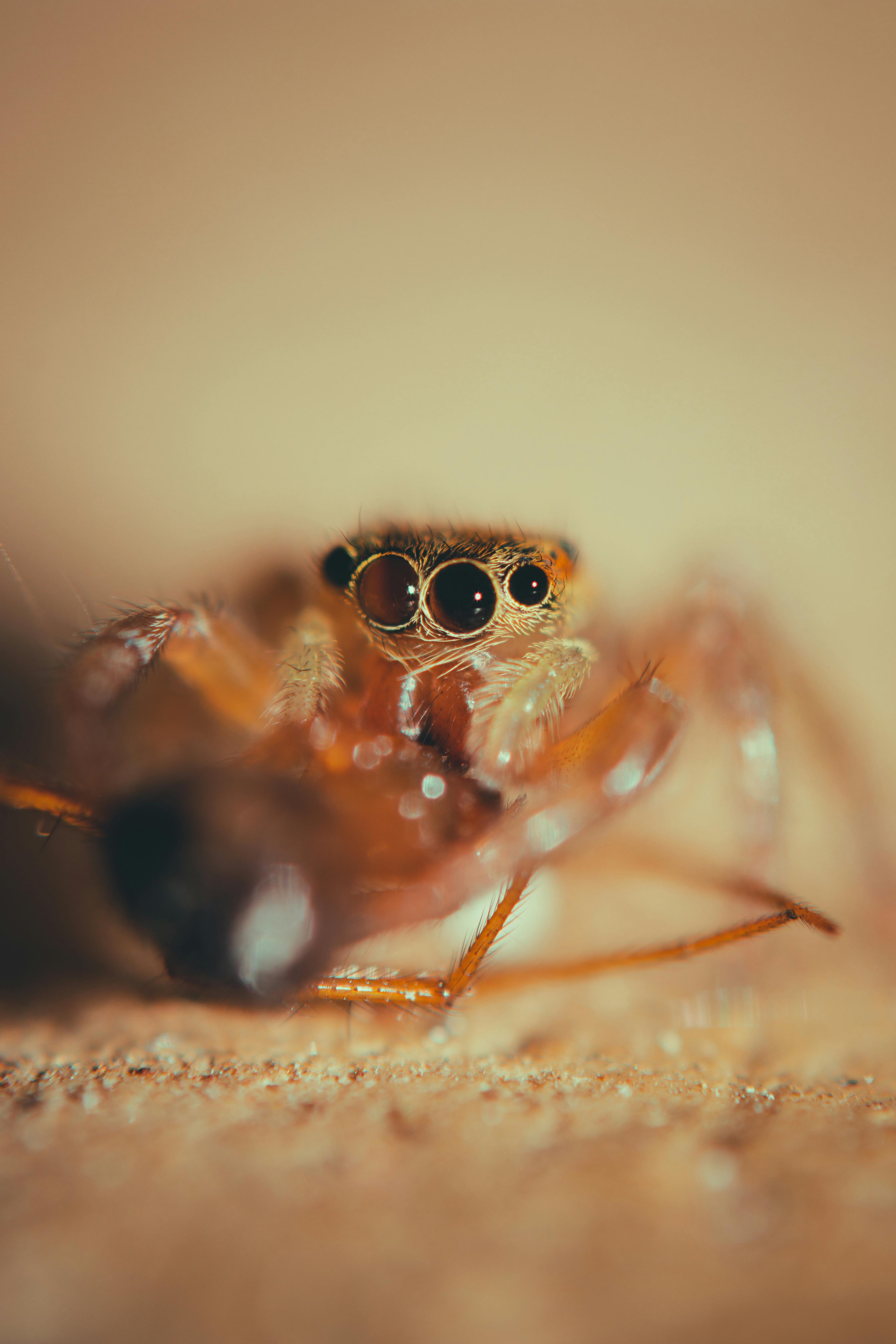 Buzzing Spider Photos, Download Free Buzzing Spider Stock Photos & HD ...