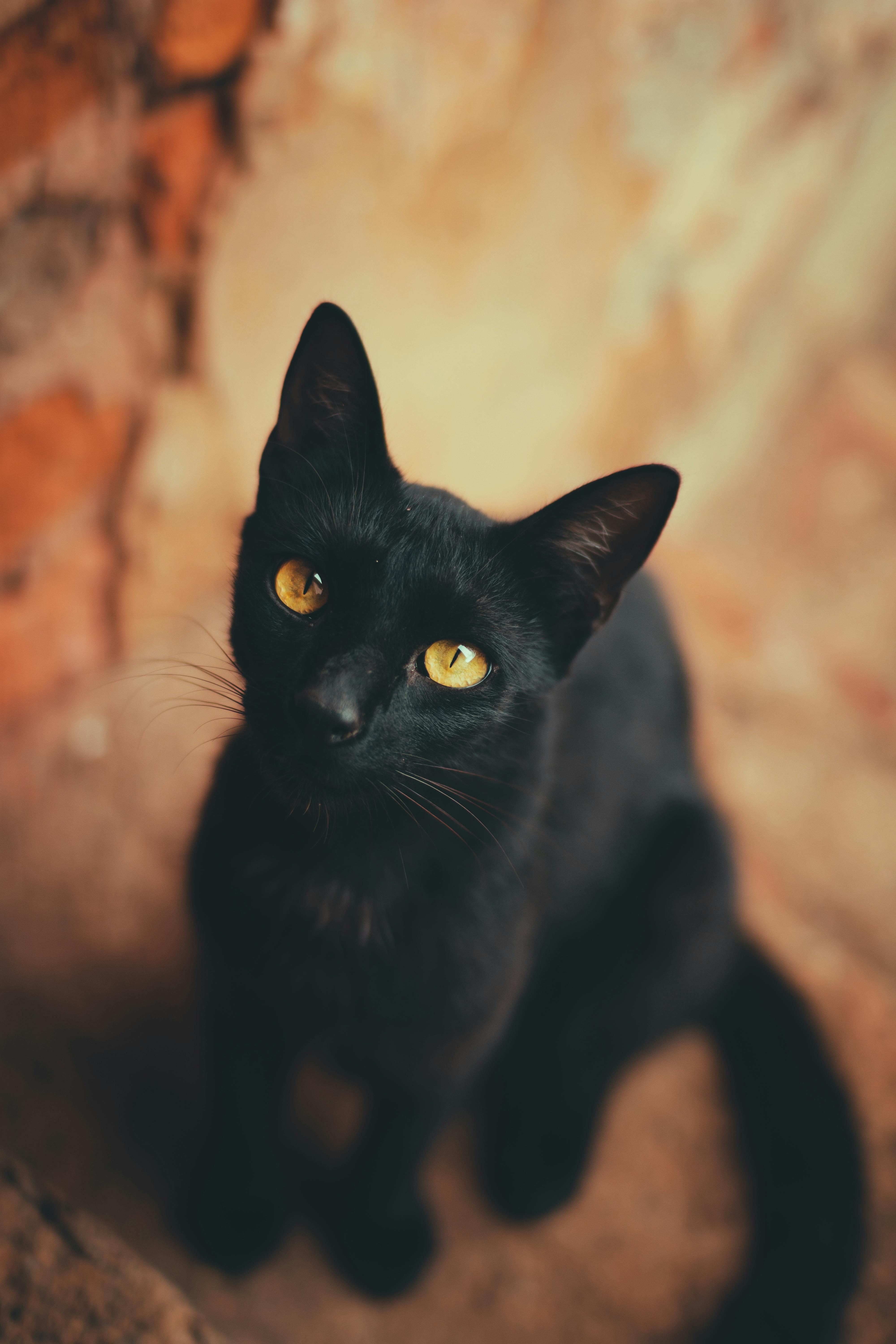 Maincoon Cat Photos, Download Free Maincoon Cat Stock Photos & HD Images