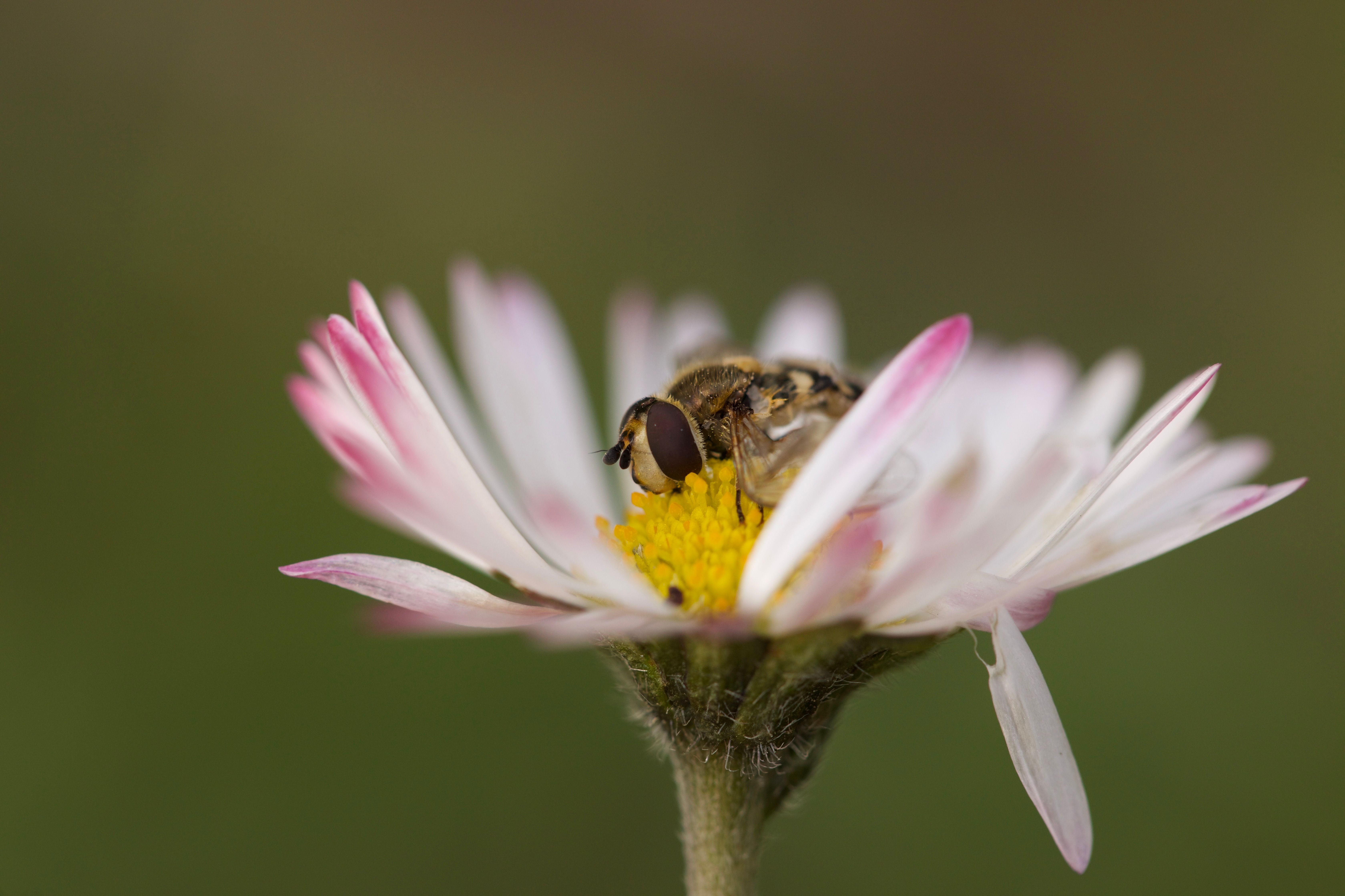 Close Up Photo of Insect on a Flower · Free Stock Photo