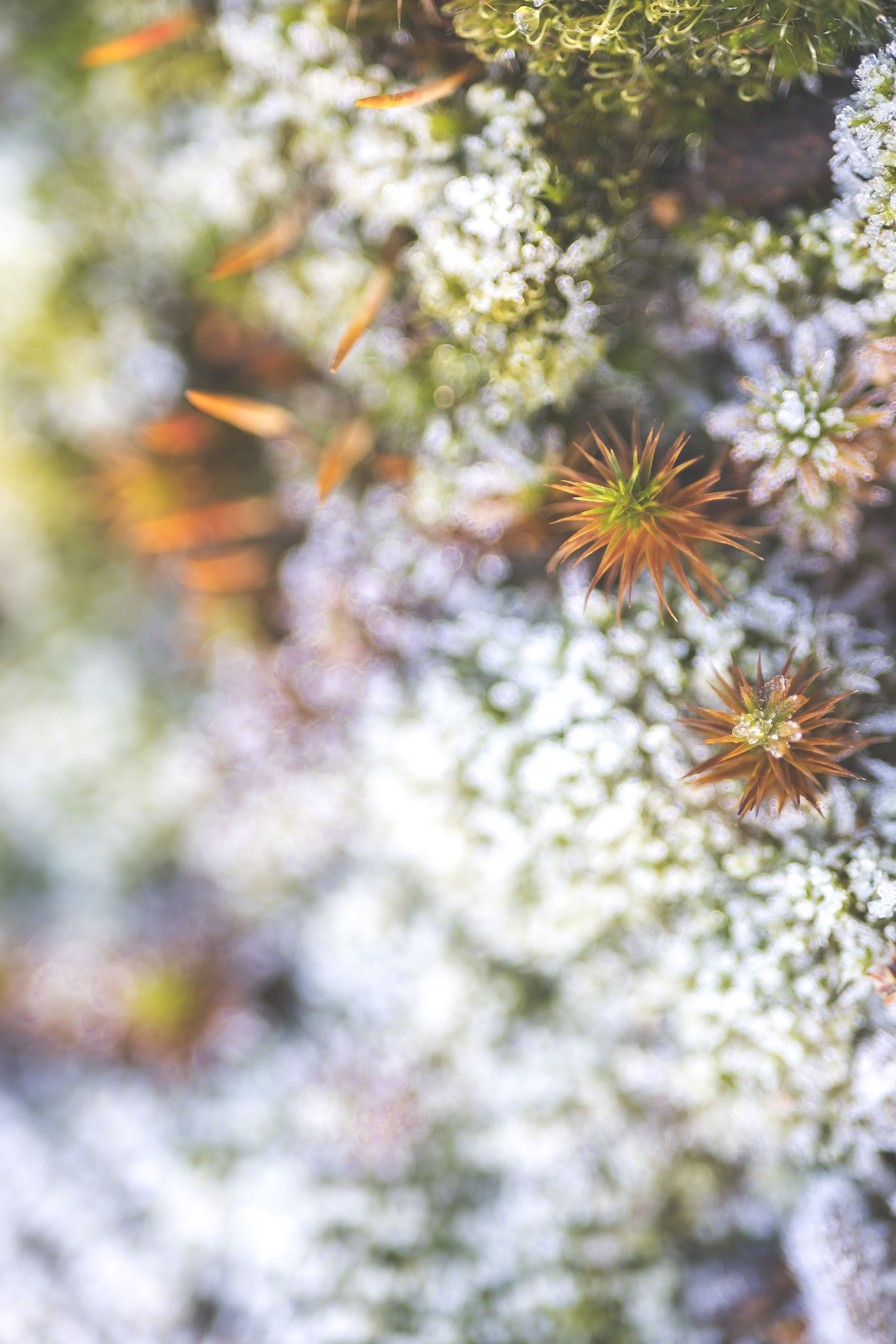 Focus on a Fiddlehead with Bokeh Effect in the Background · Free Stock ...
