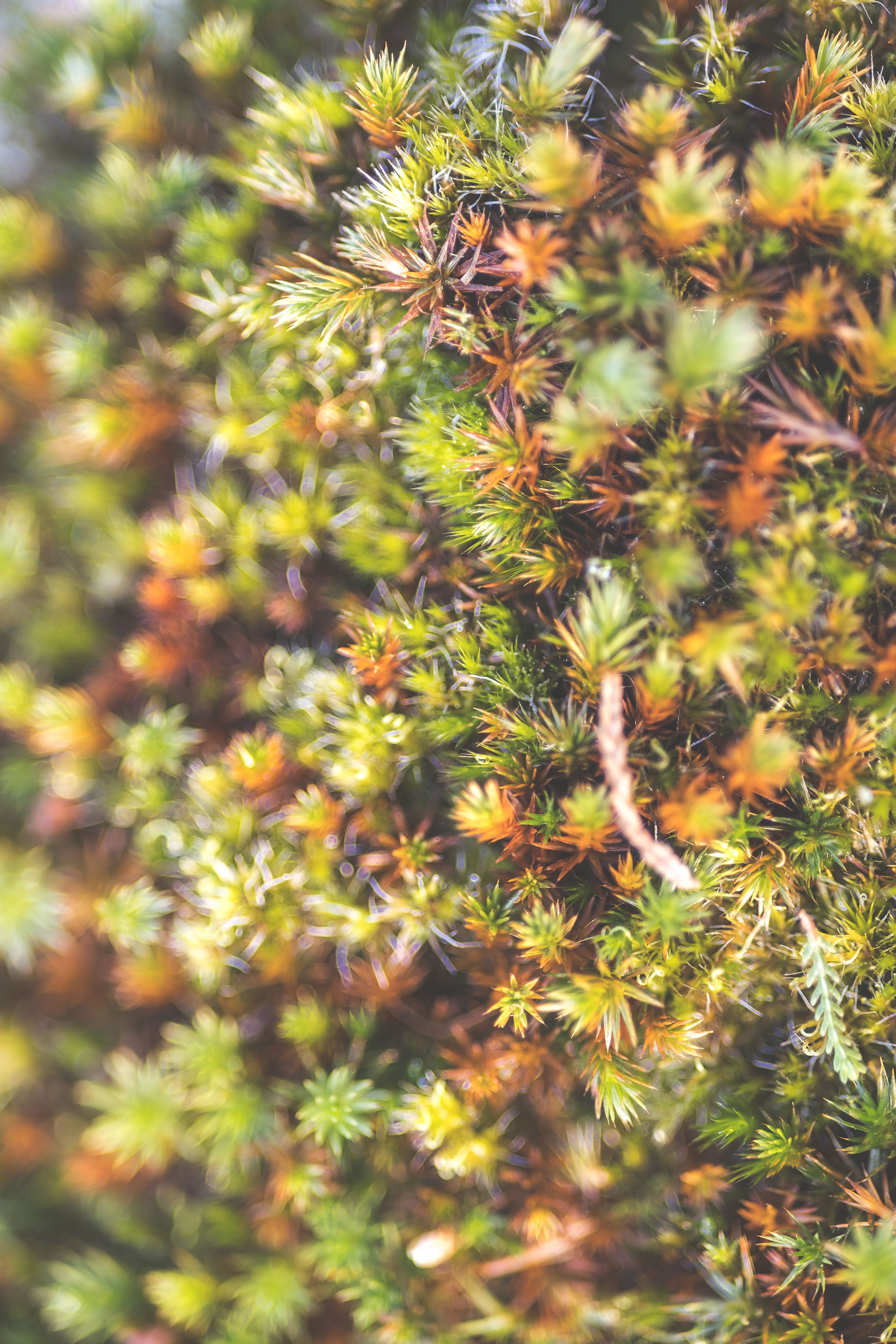 Close-up of Moss in Wild Nature · Free Stock Photo