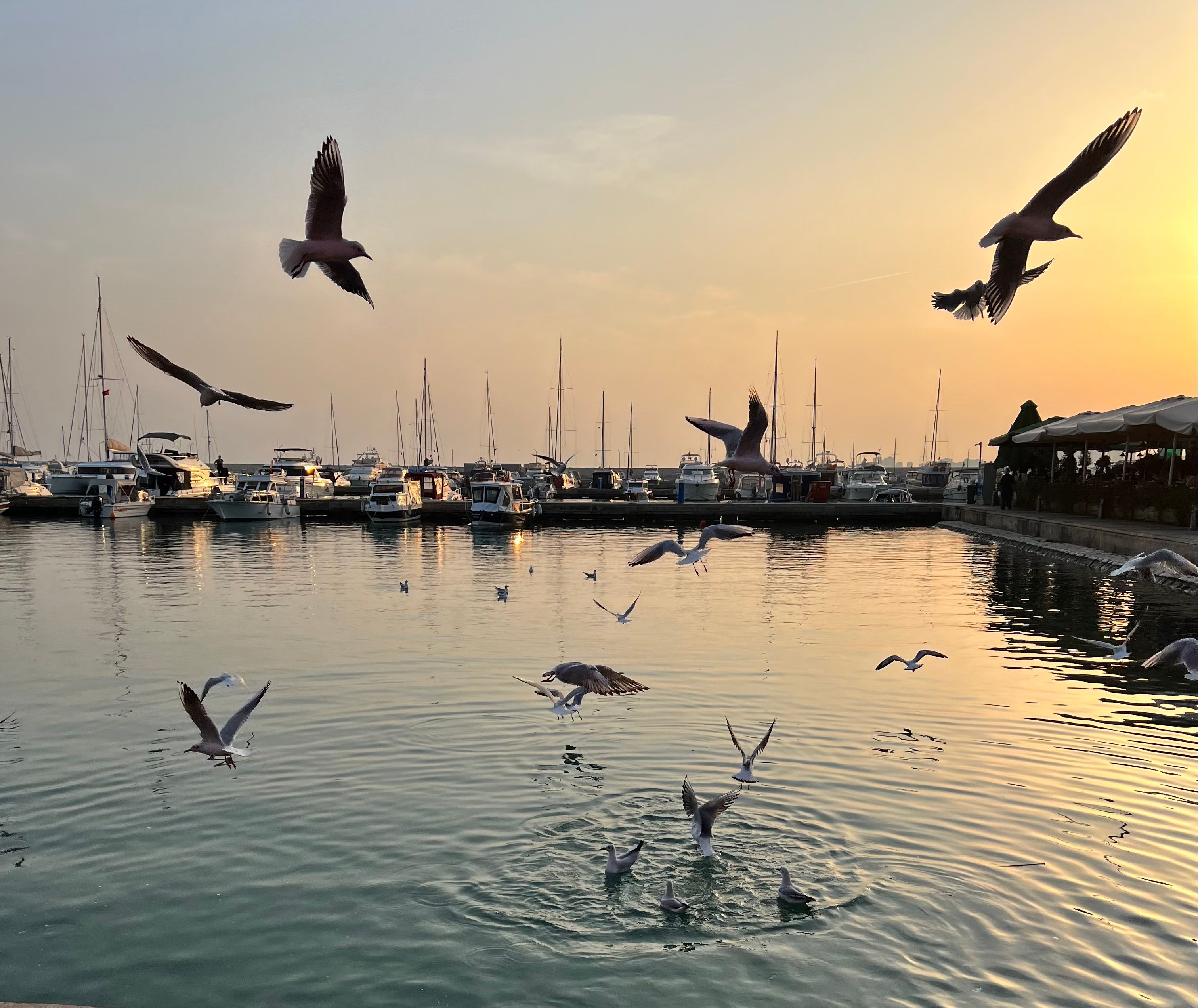 Aerial Photography of Birds Above Buildings · Free Stock Photo
