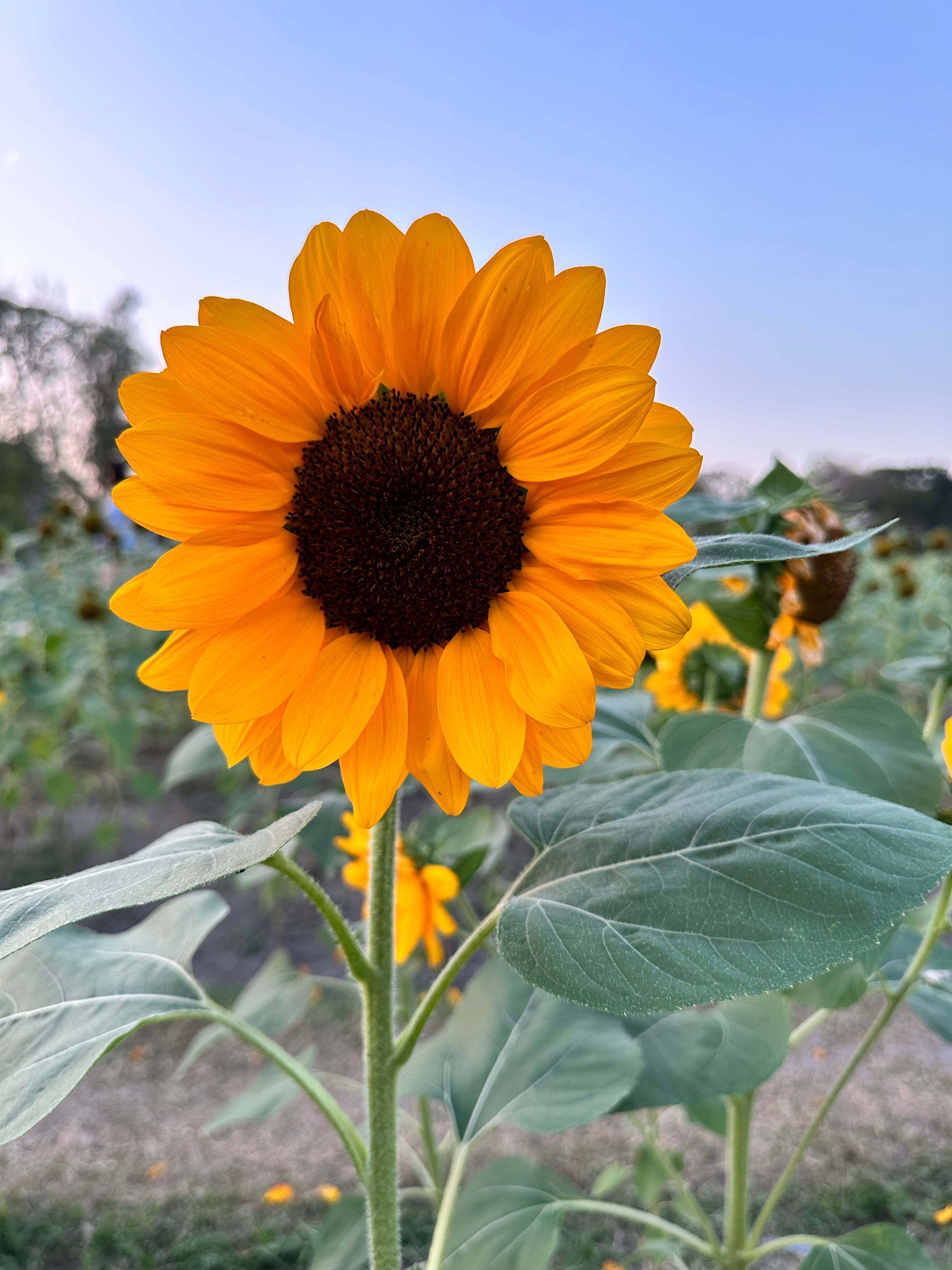 Sunflower Flower Head · Free Stock Photo