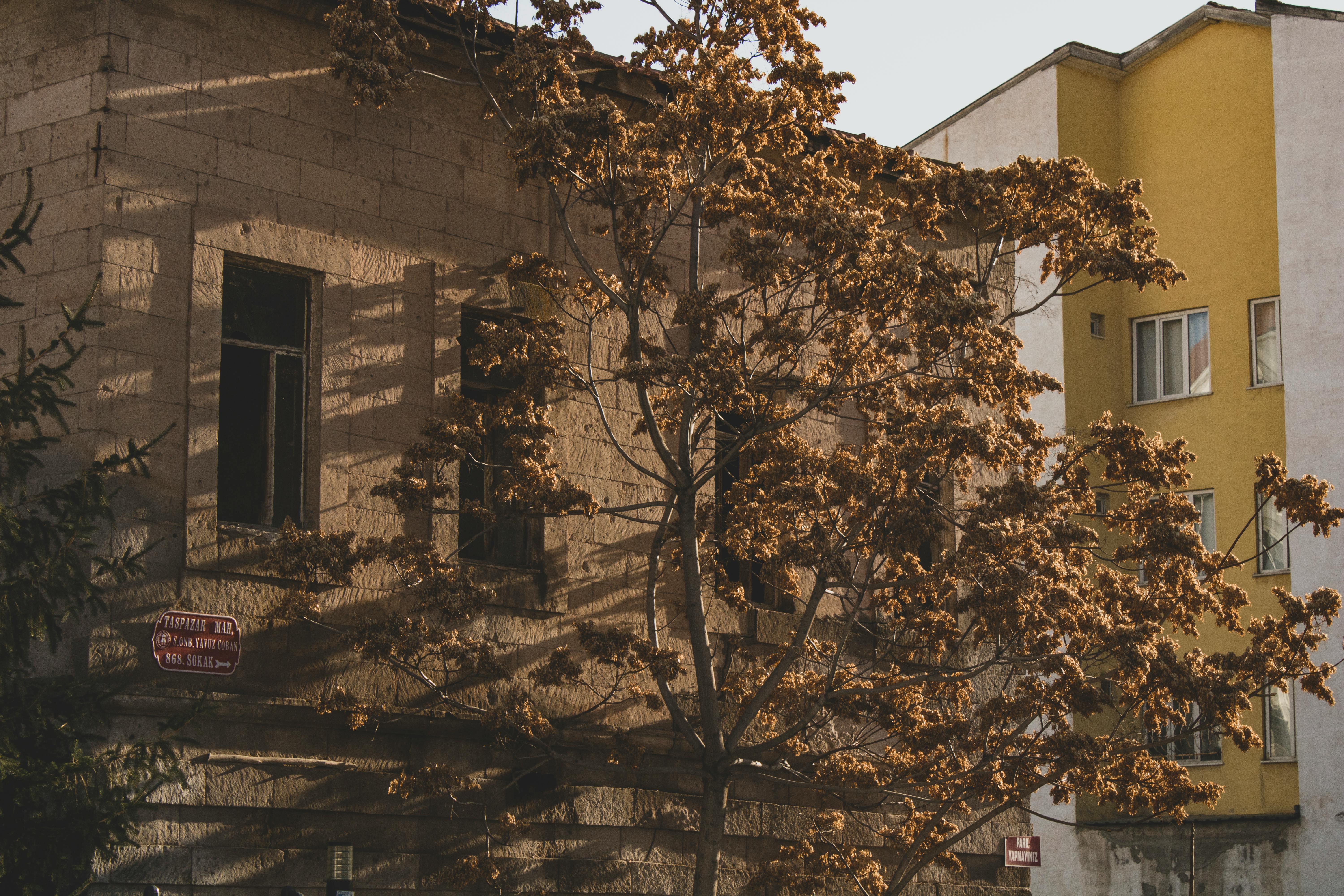Tree Growing next to Facade · Free Stock Photo