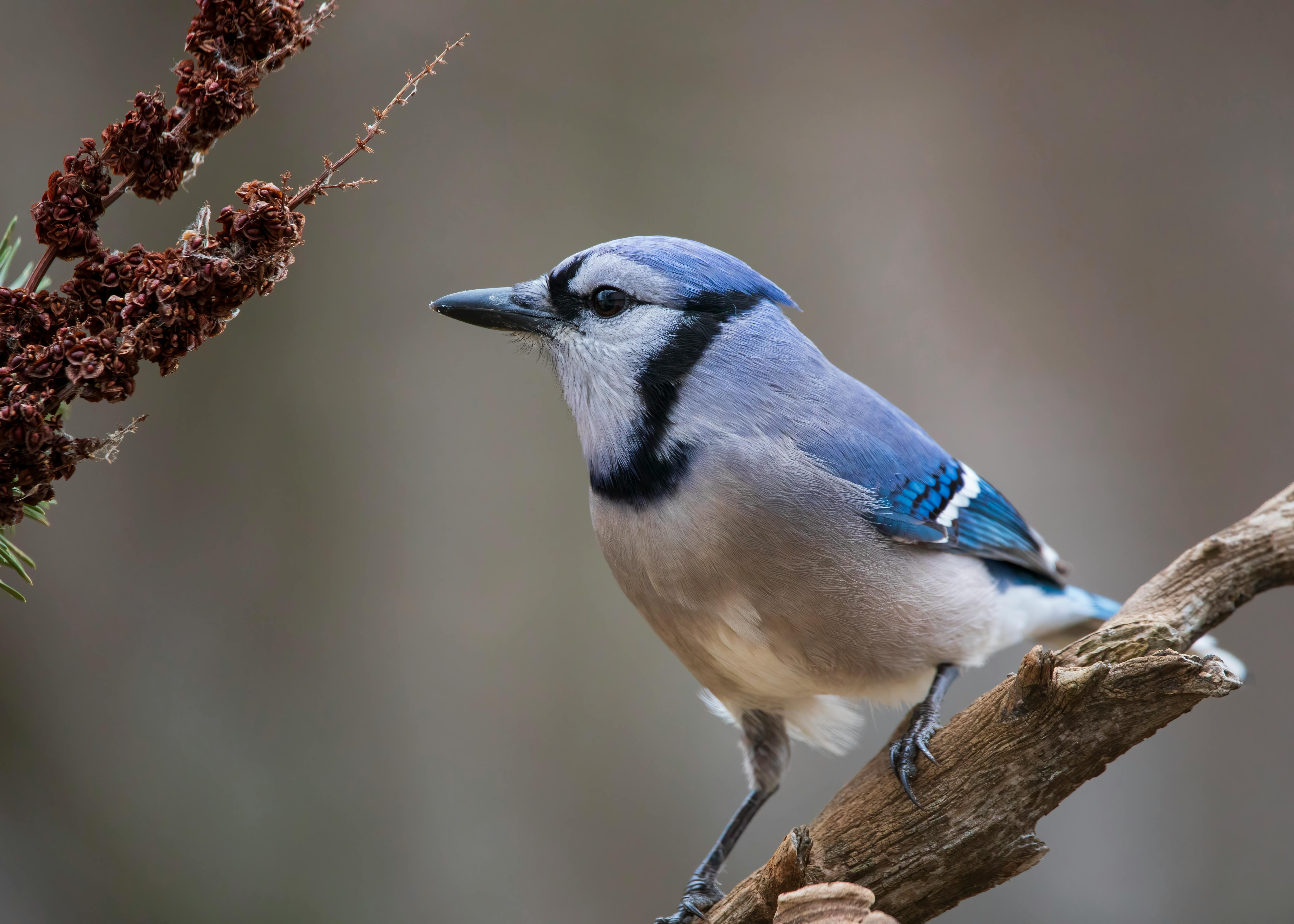Photo of Birds Perched on a Bare Tree · Free Stock Photo