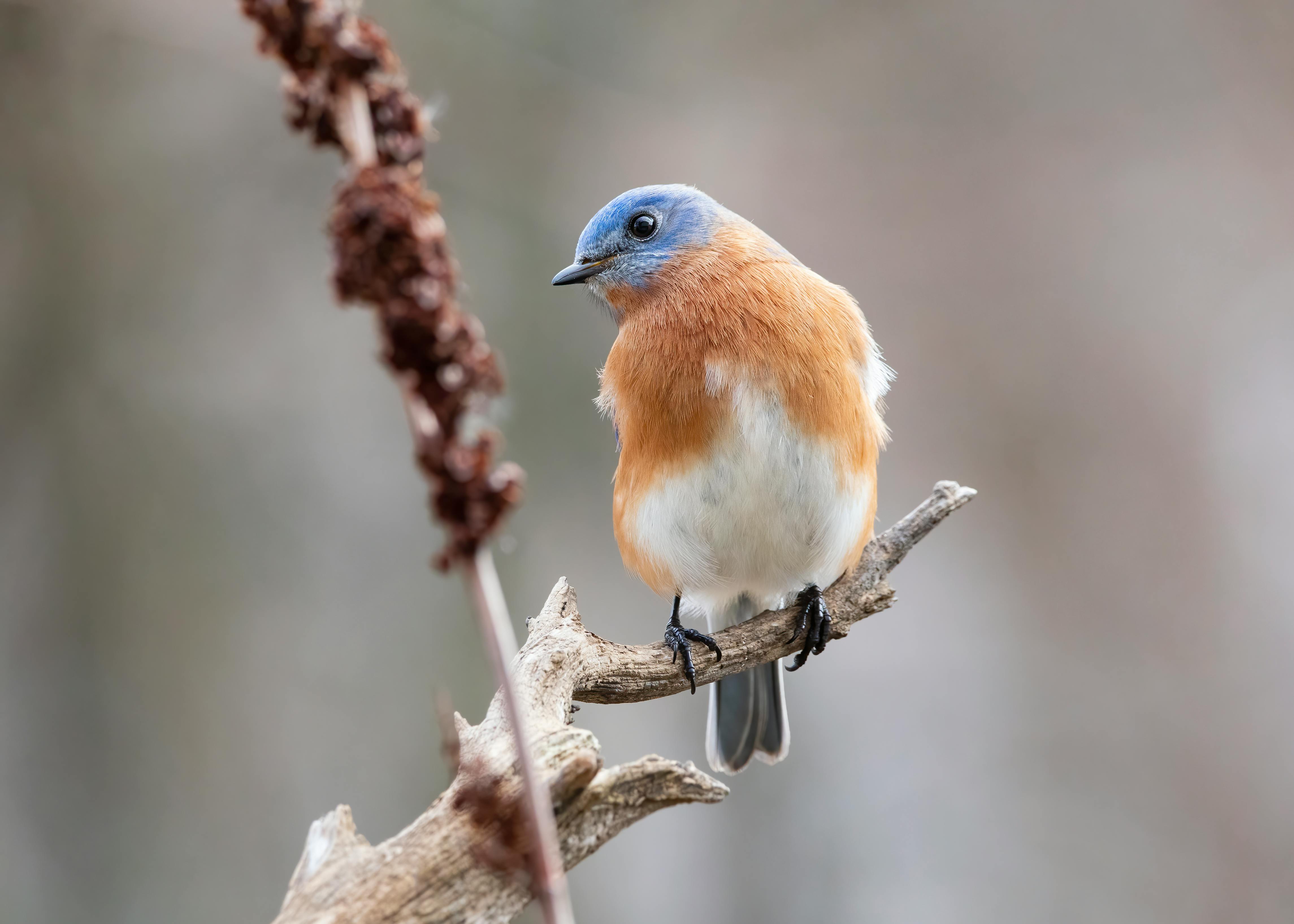Photo of Eastern Bluebirds Fighting · Free Stock Photo