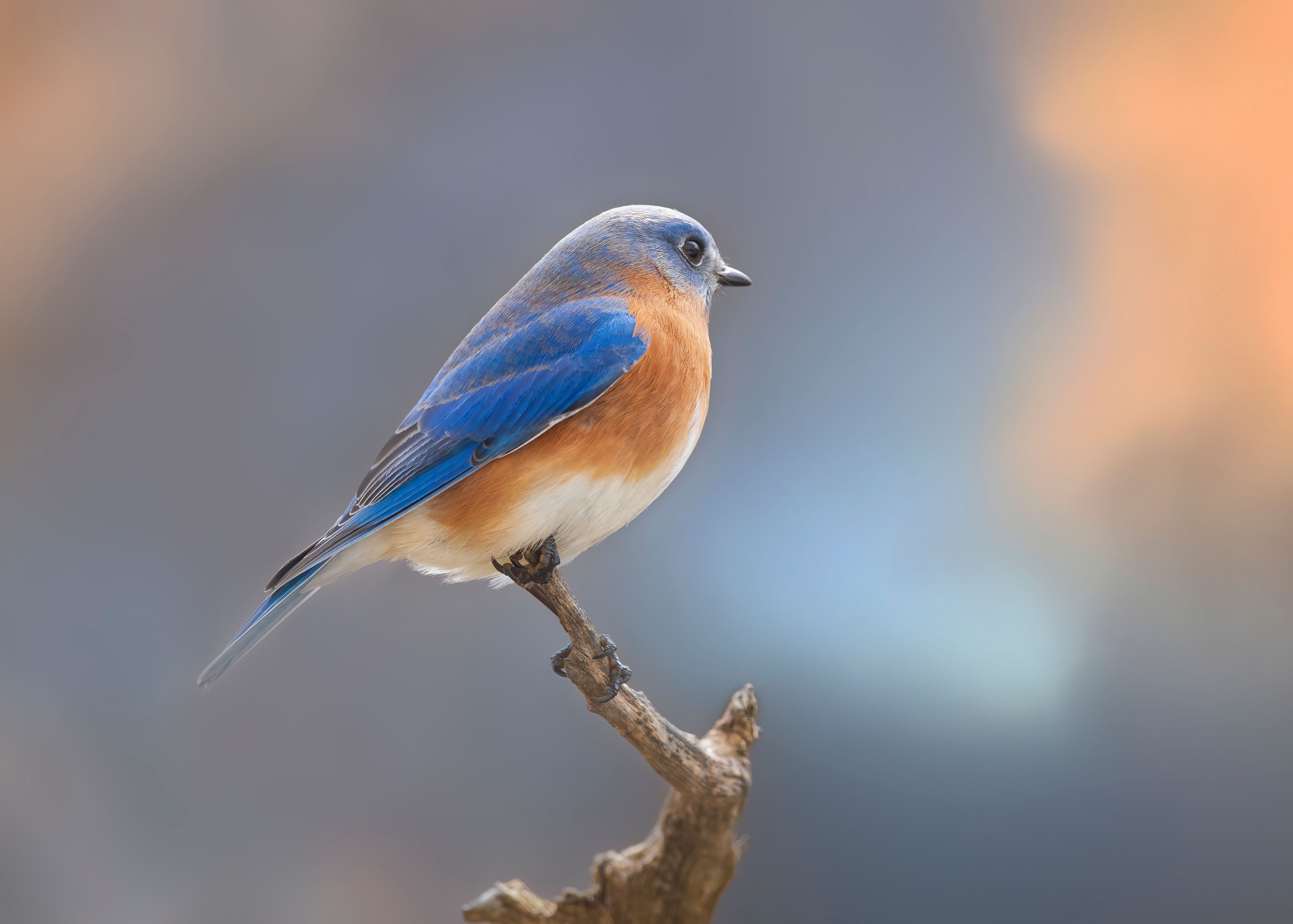 Lilac Breasted Roller Bird Photos, Download The BEST Free Lilac ...