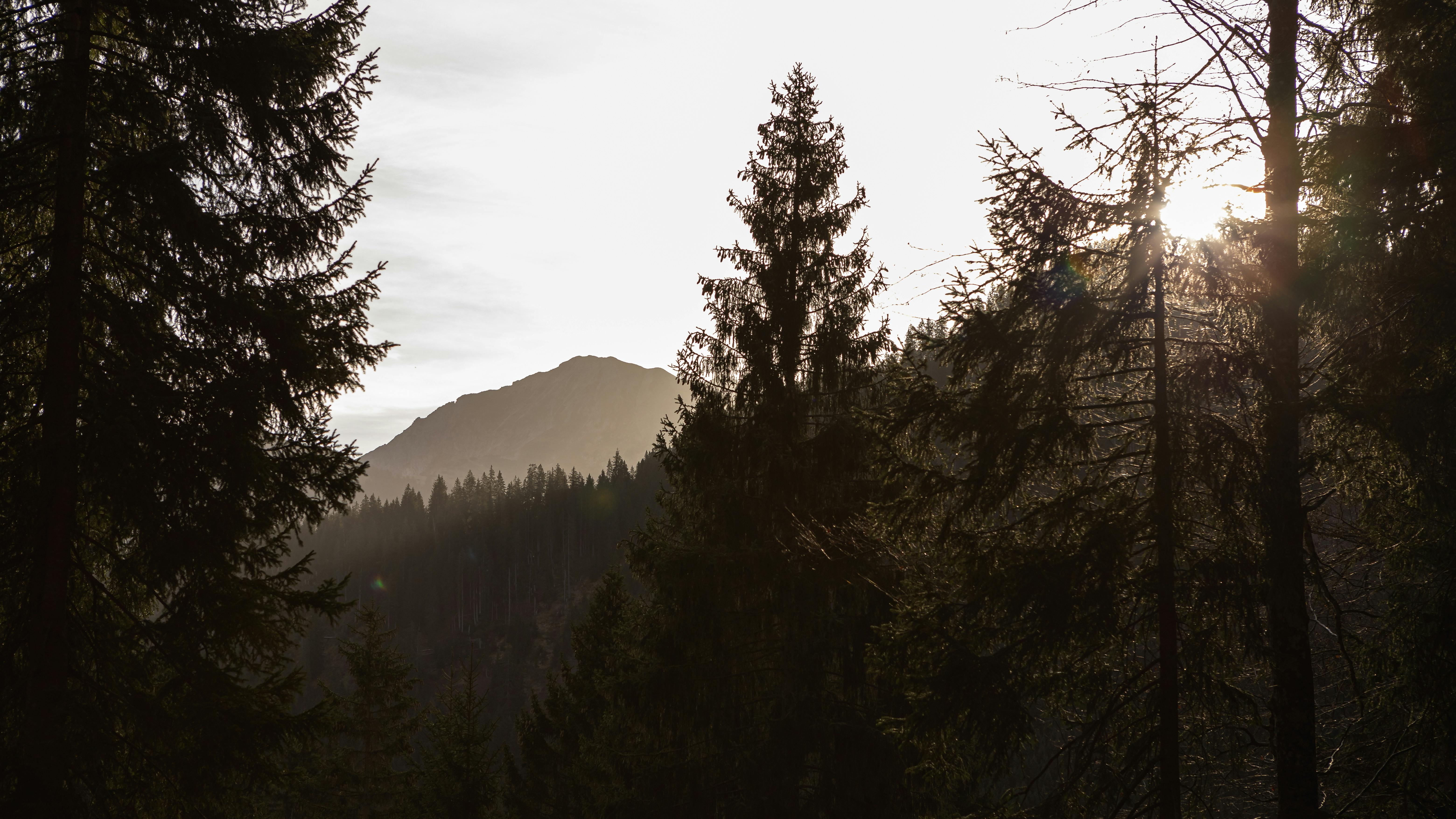 Silhouette Of Forest · Free Stock Photo