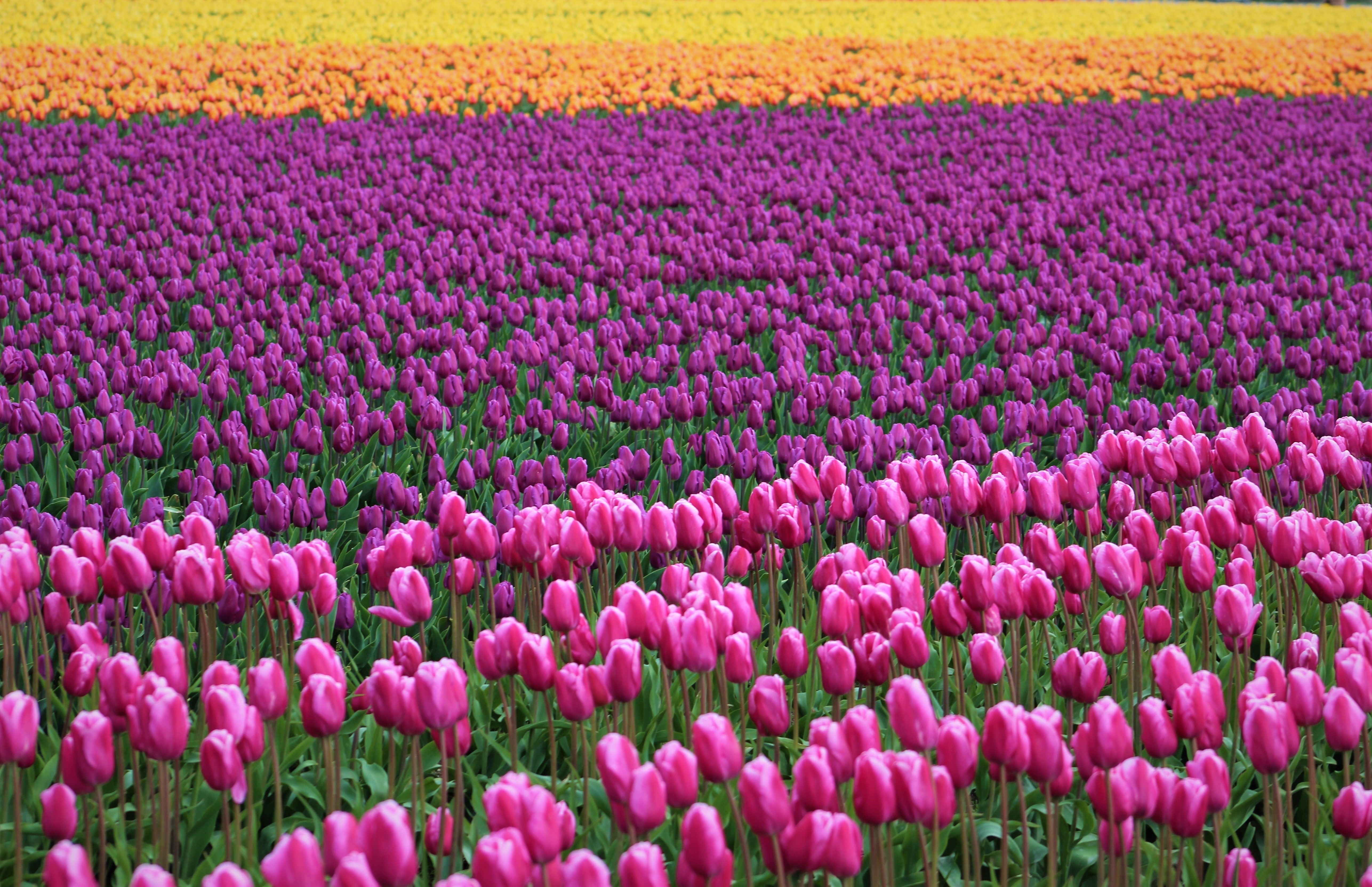 Photo of Flower Field · Free Stock Photo