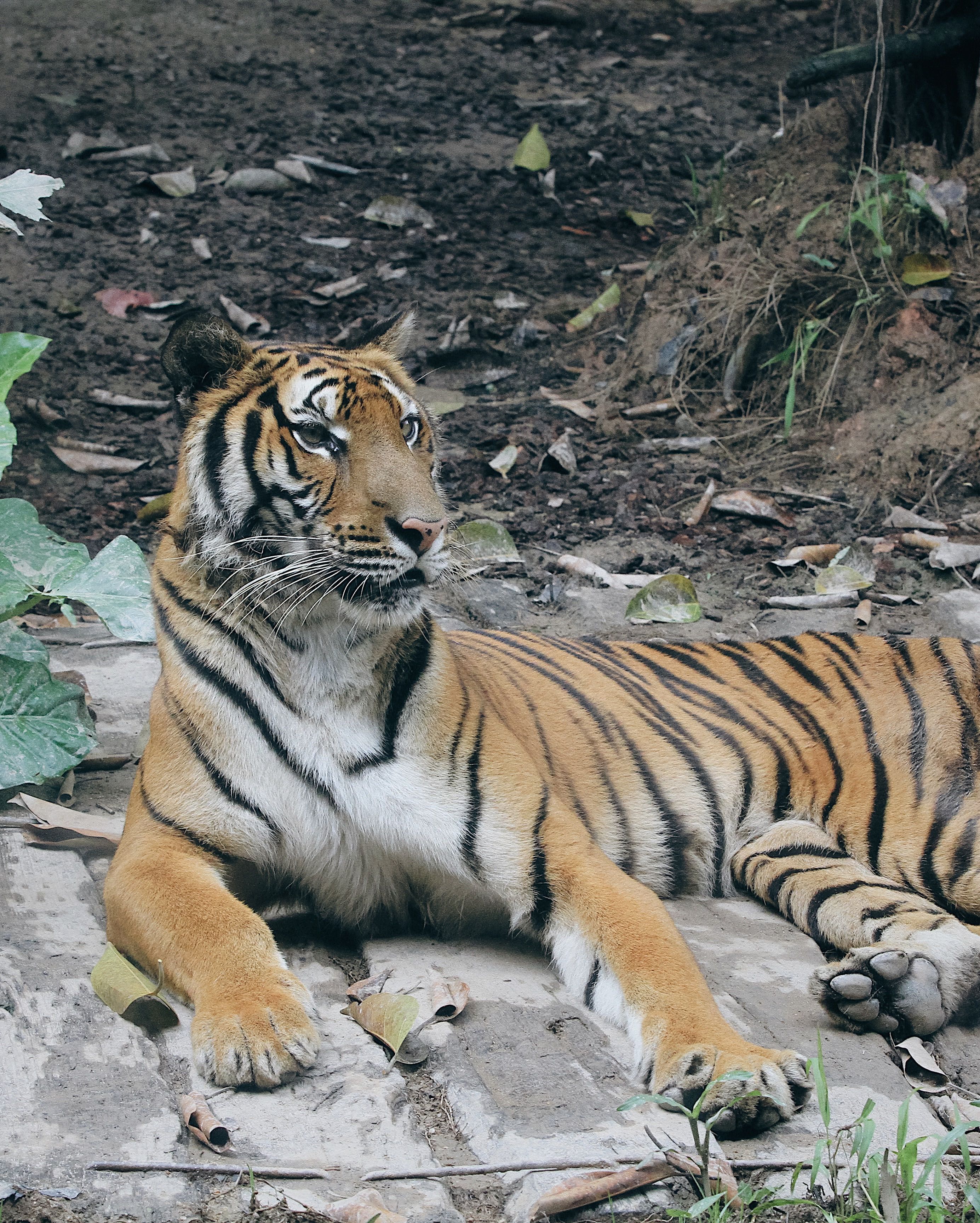 Close-up Portrait of Tiger · Free Stock Photo