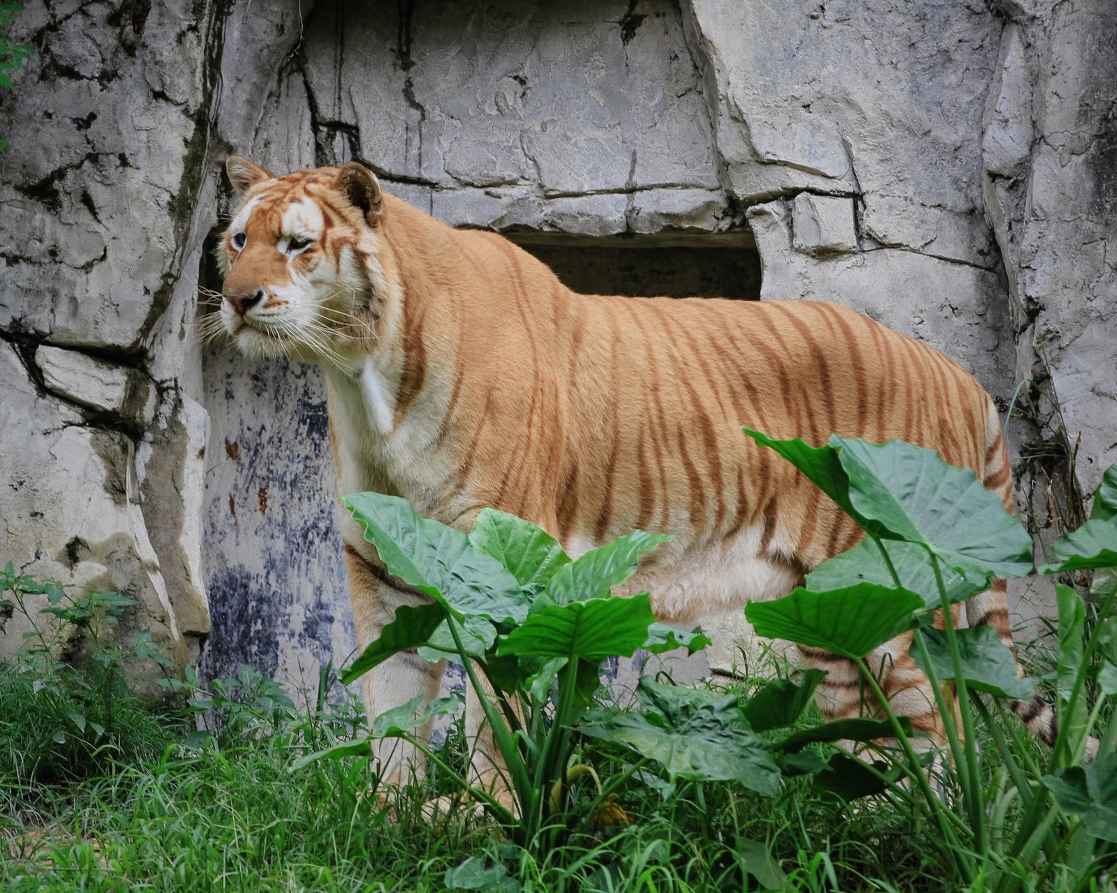 Tony The Tiger Photos, Download The BEST Free Tony The Tiger Stock ...