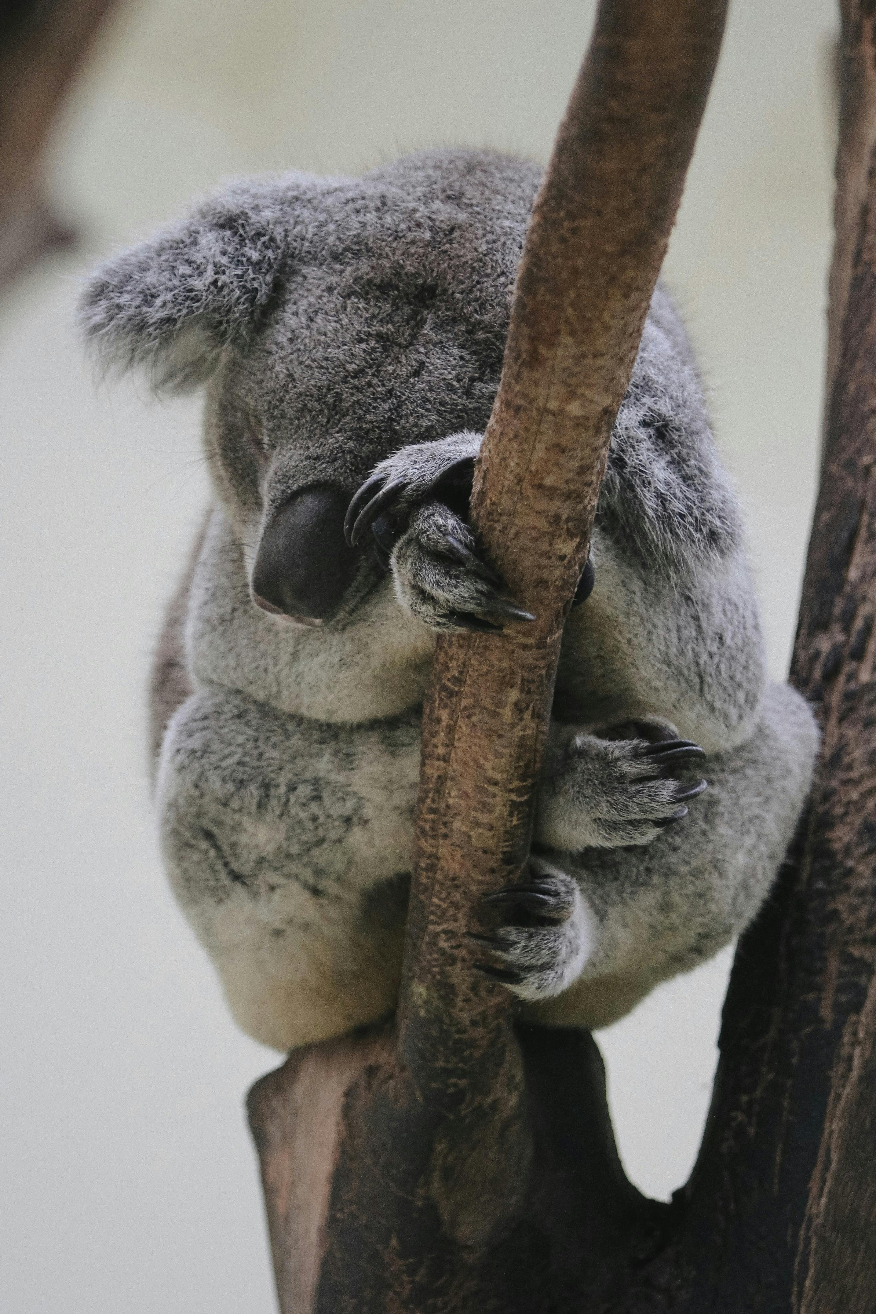 Close-up Photo of Koala Bear · Free Stock Photo