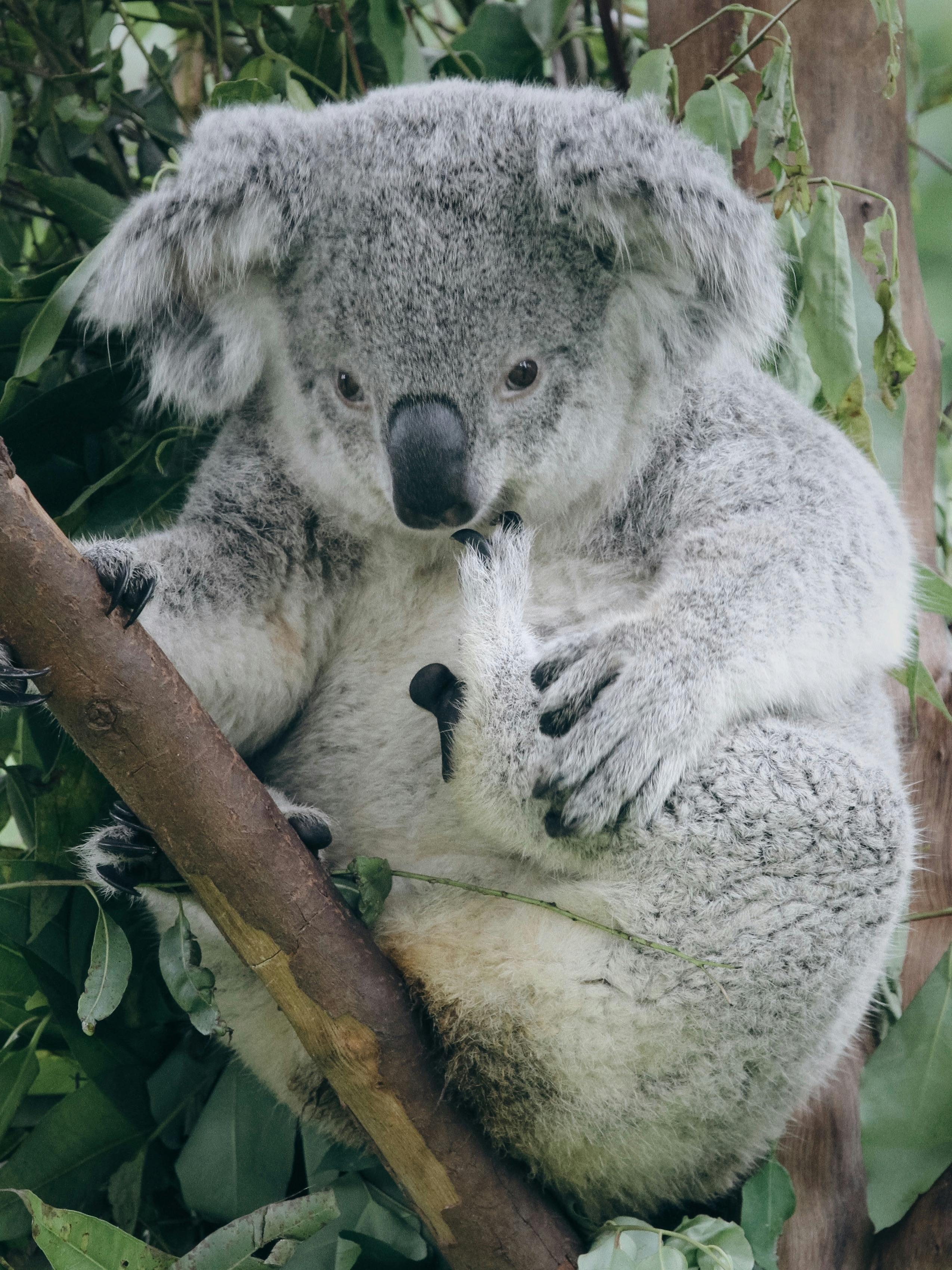 2 Koala Bears Sleeping