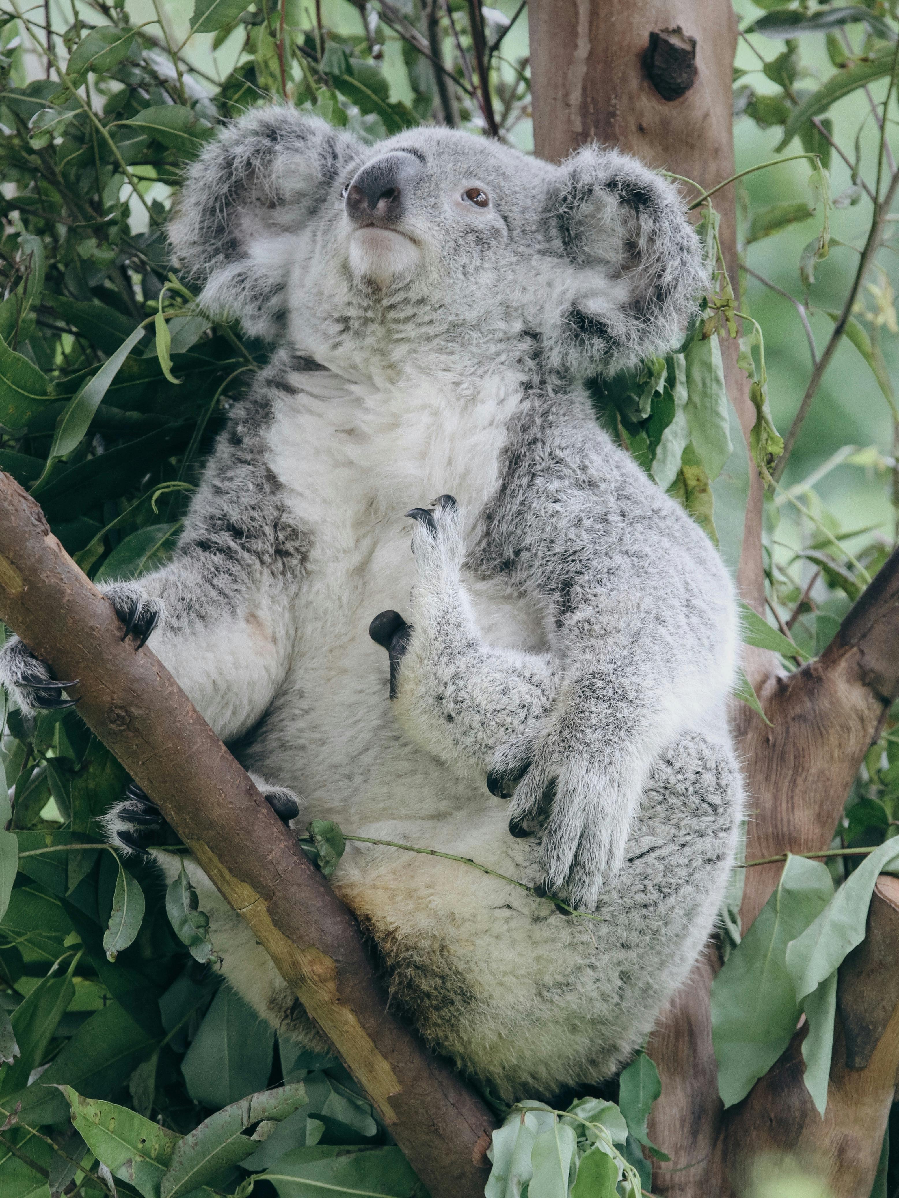 Koala on Tree · Free Stock Photo