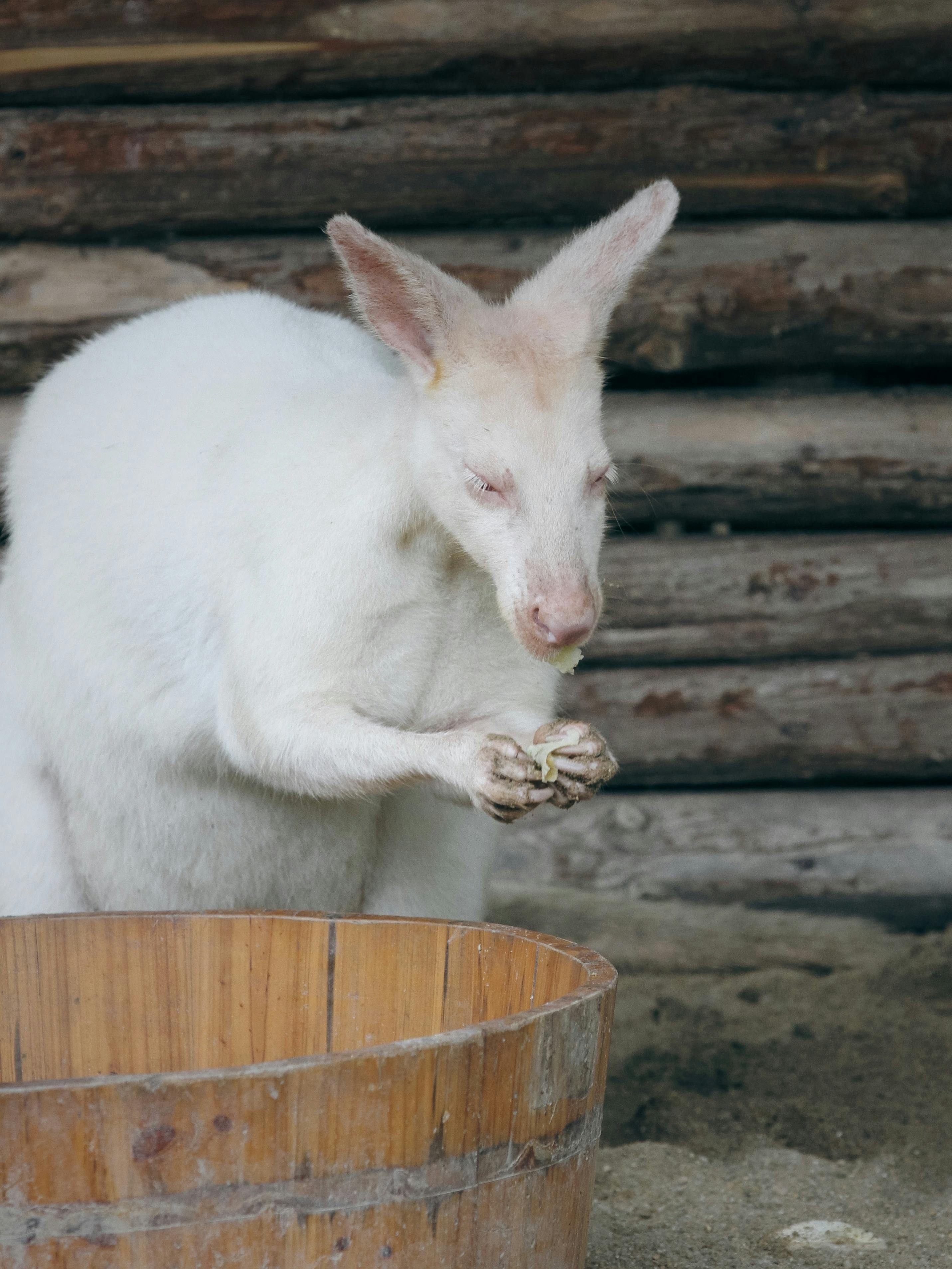 Albino Baby Kangaroo