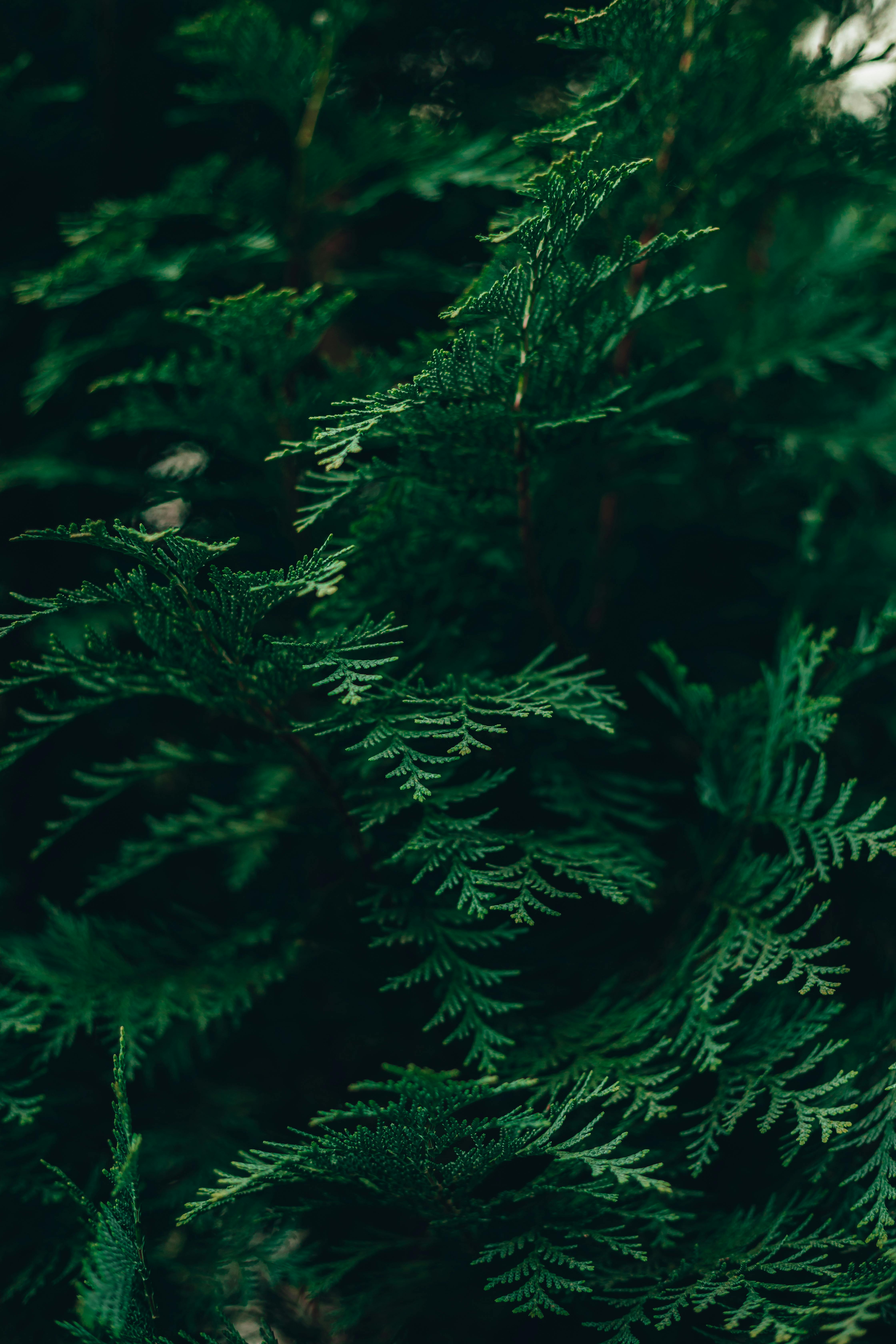 Cypress Tree Photos, Download The BEST Free Cypress Tree Stock Photos ...