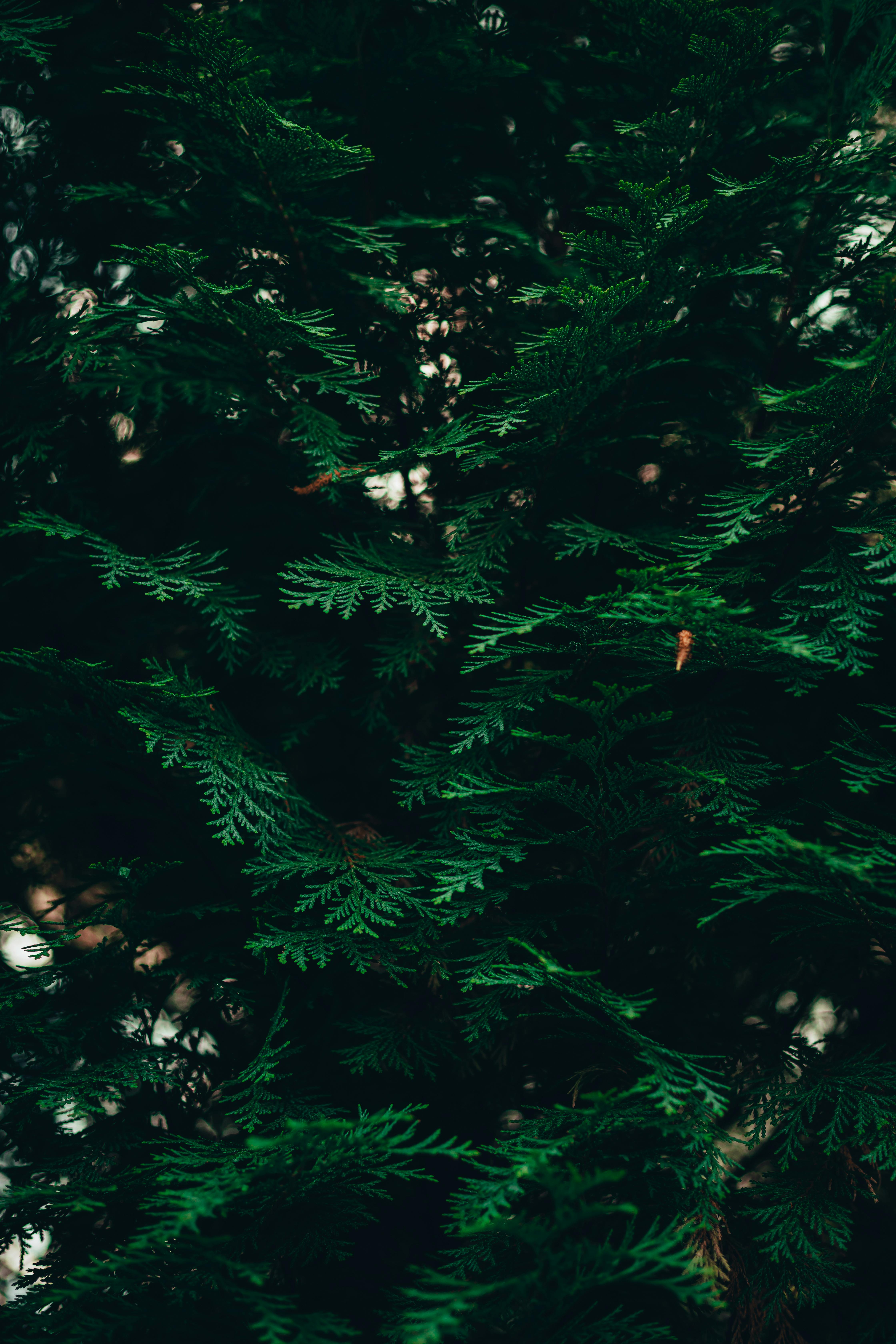 Fir Tree with Green Leaves · Free Stock Photo