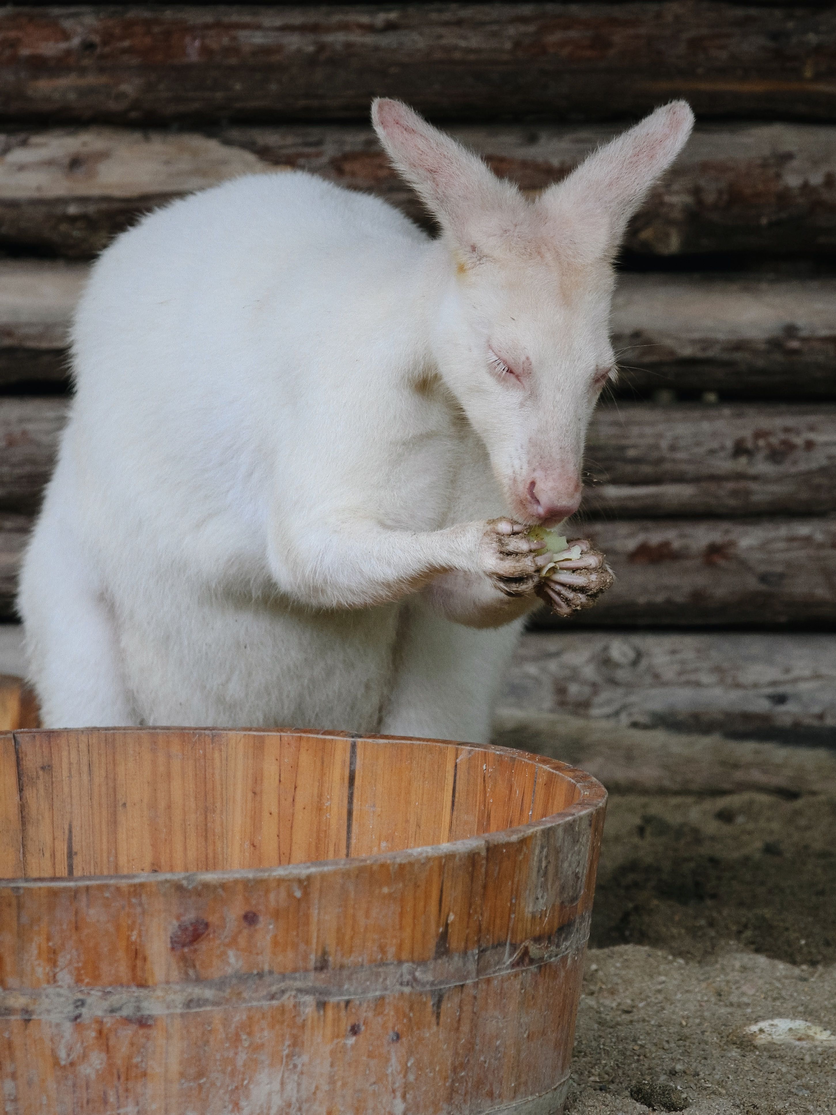 Foto de stock gratuita sobre animal, canguro blanco, comiendo, cubo, de ...