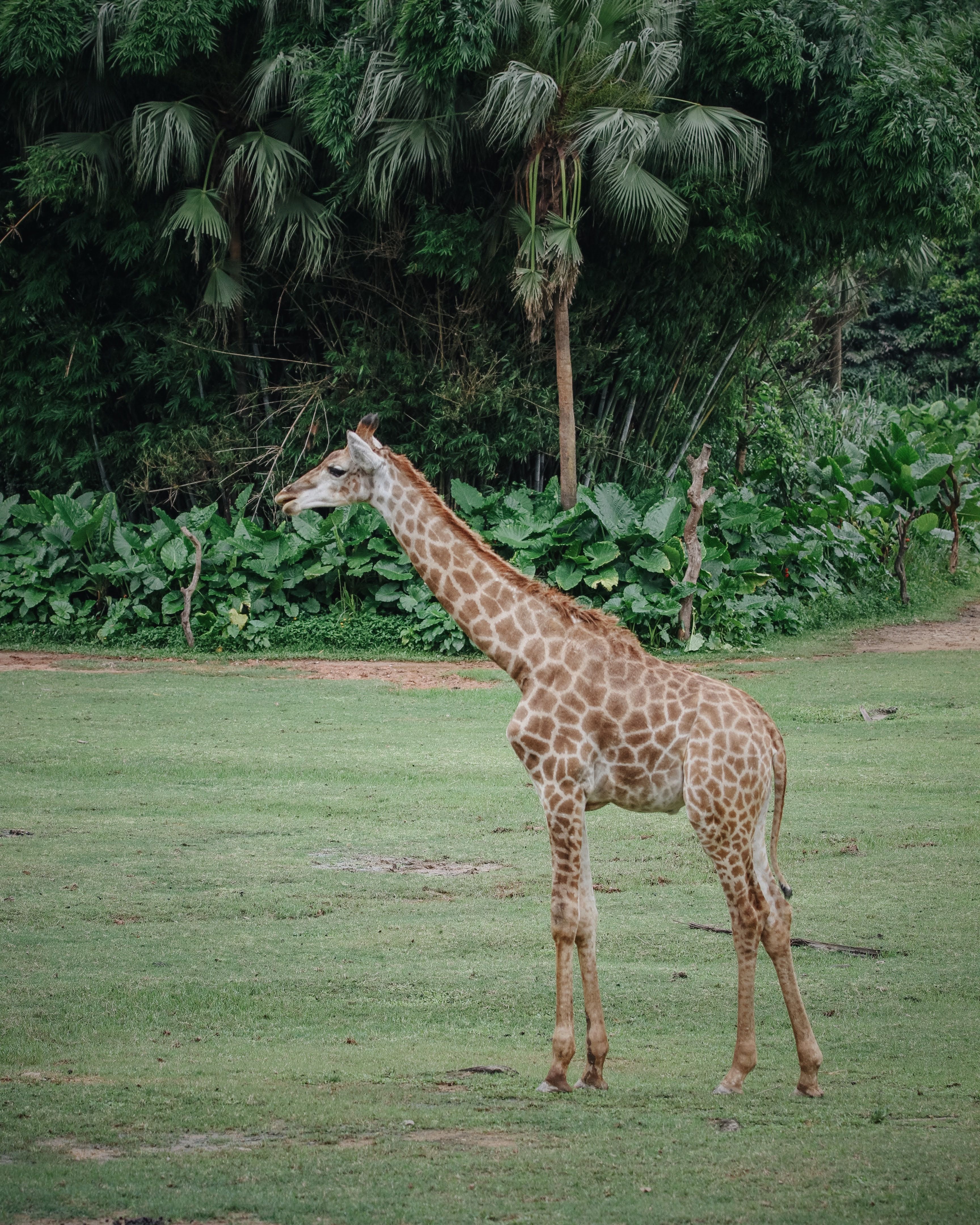 Giraffe in Nature · Free Stock Photo