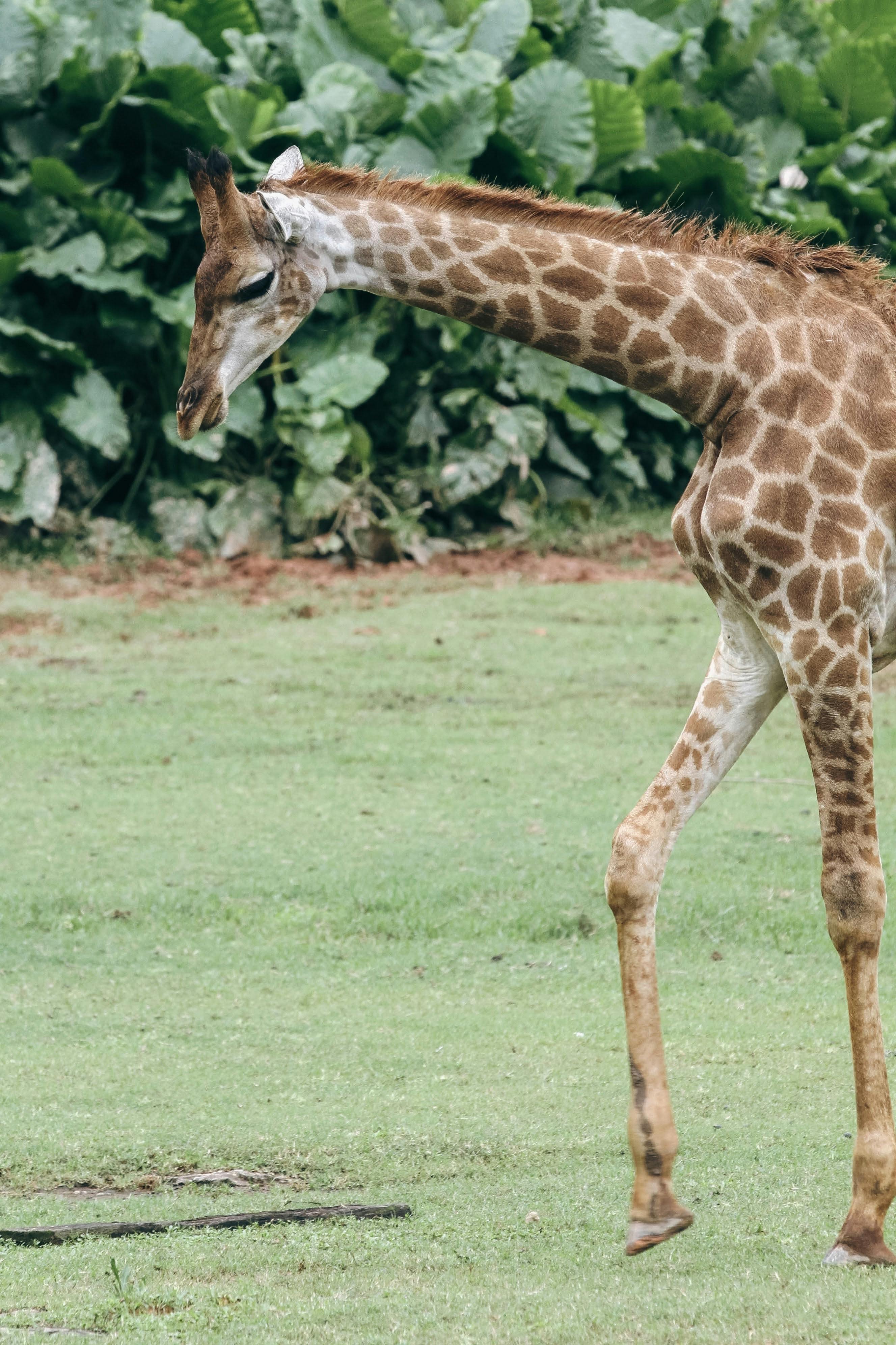 Elephant in Nature · Free Stock Photo