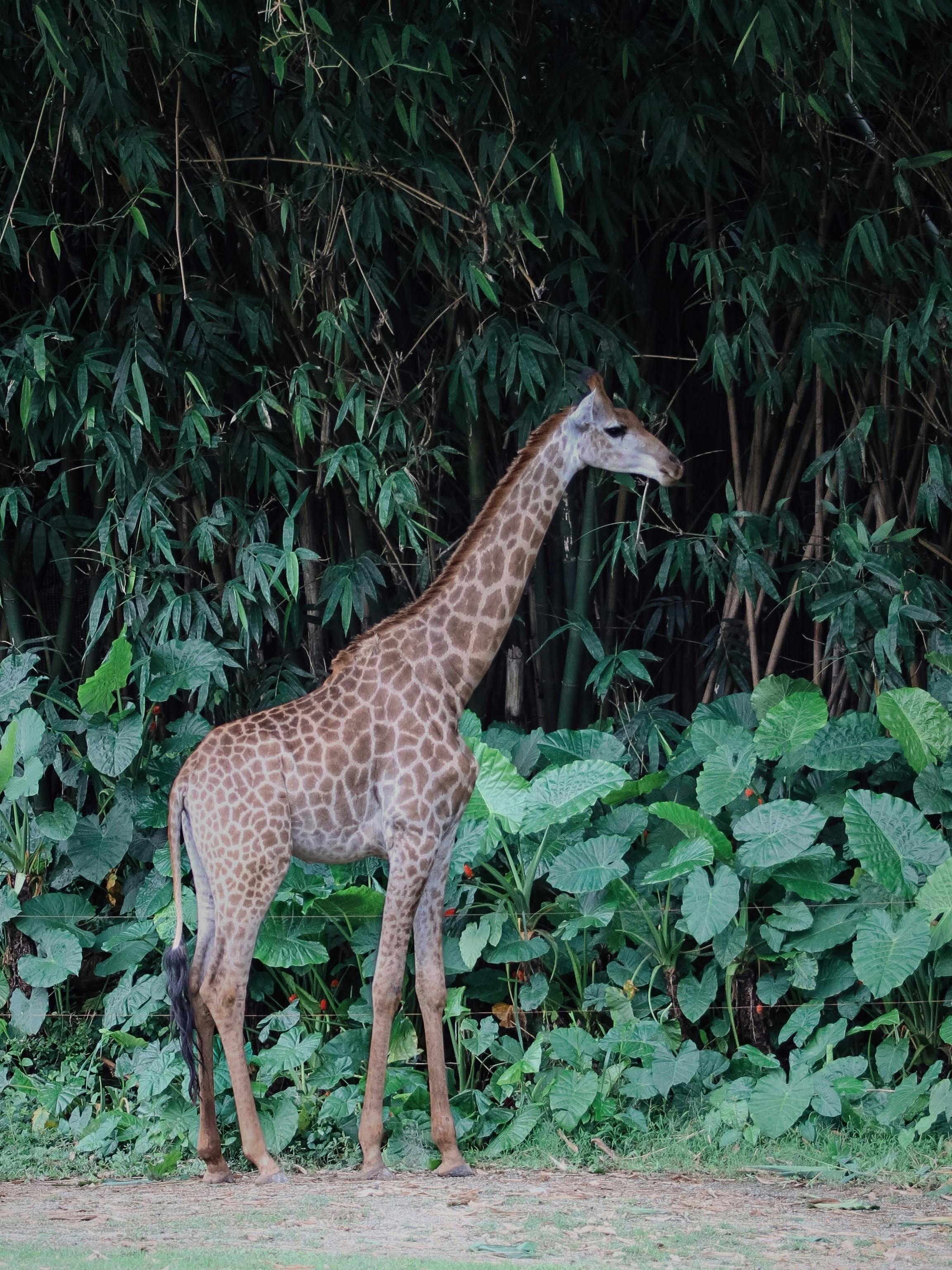 Giraffe Standing near Green Leaves · Free Stock Photo