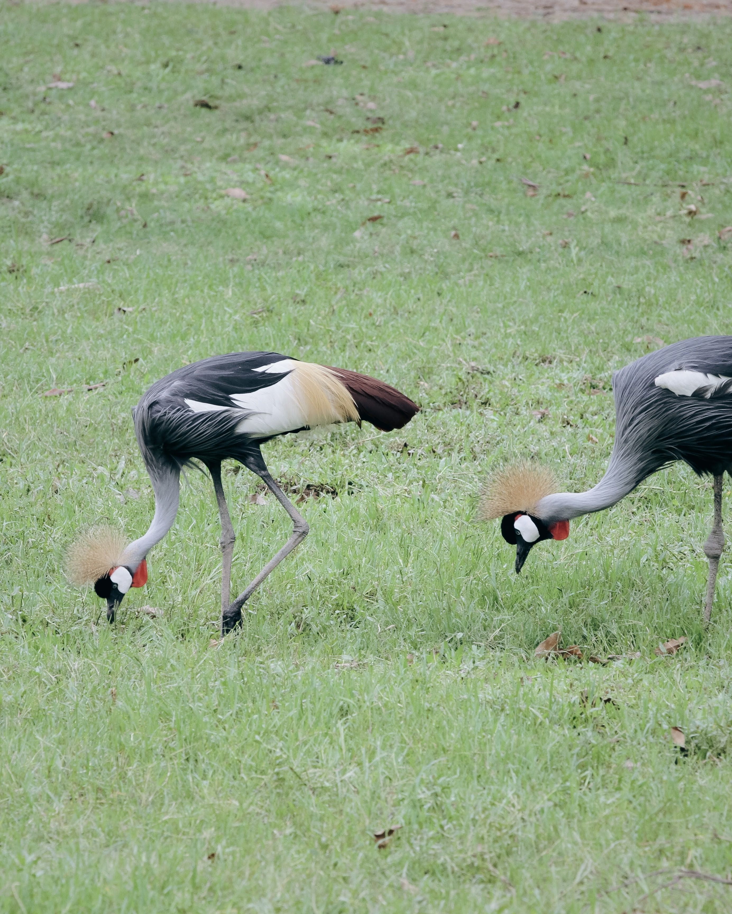 Birds Pecking on Grass · Free Stock Photo