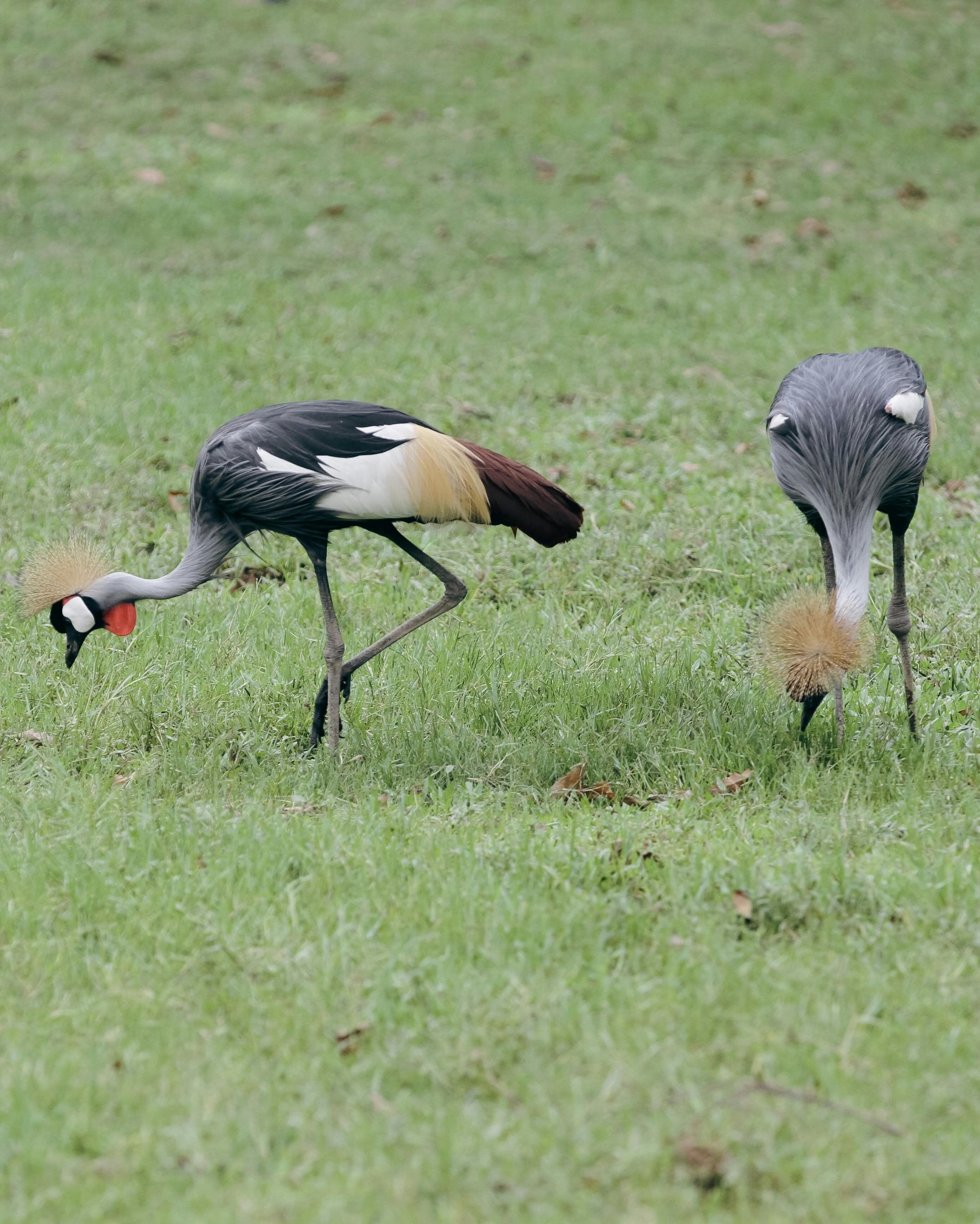 4k Vertical Animals Photos, Download The BEST Free 4k Vertical Animals ...