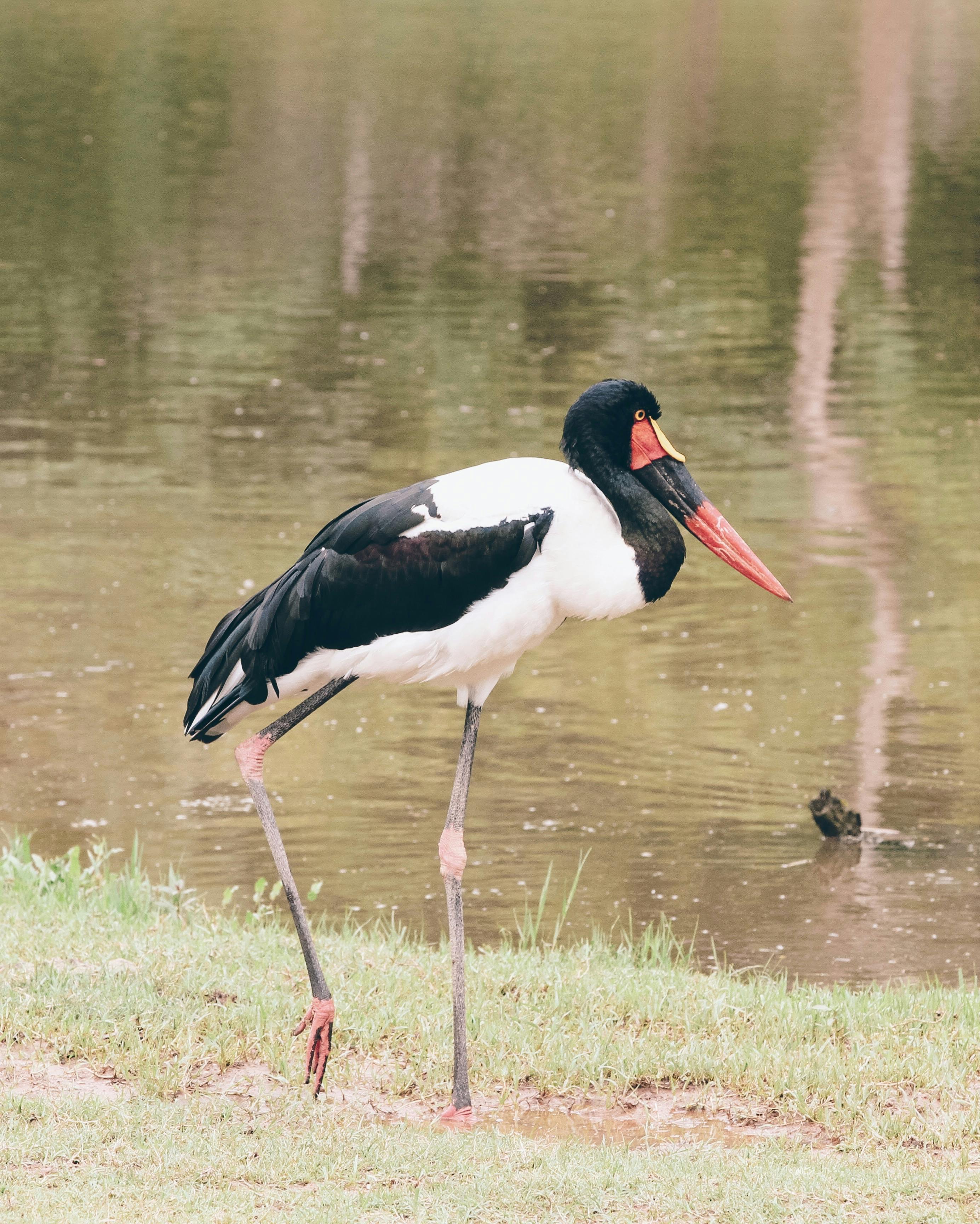 A Milky Stork Wading in the Water · Free Stock Photo