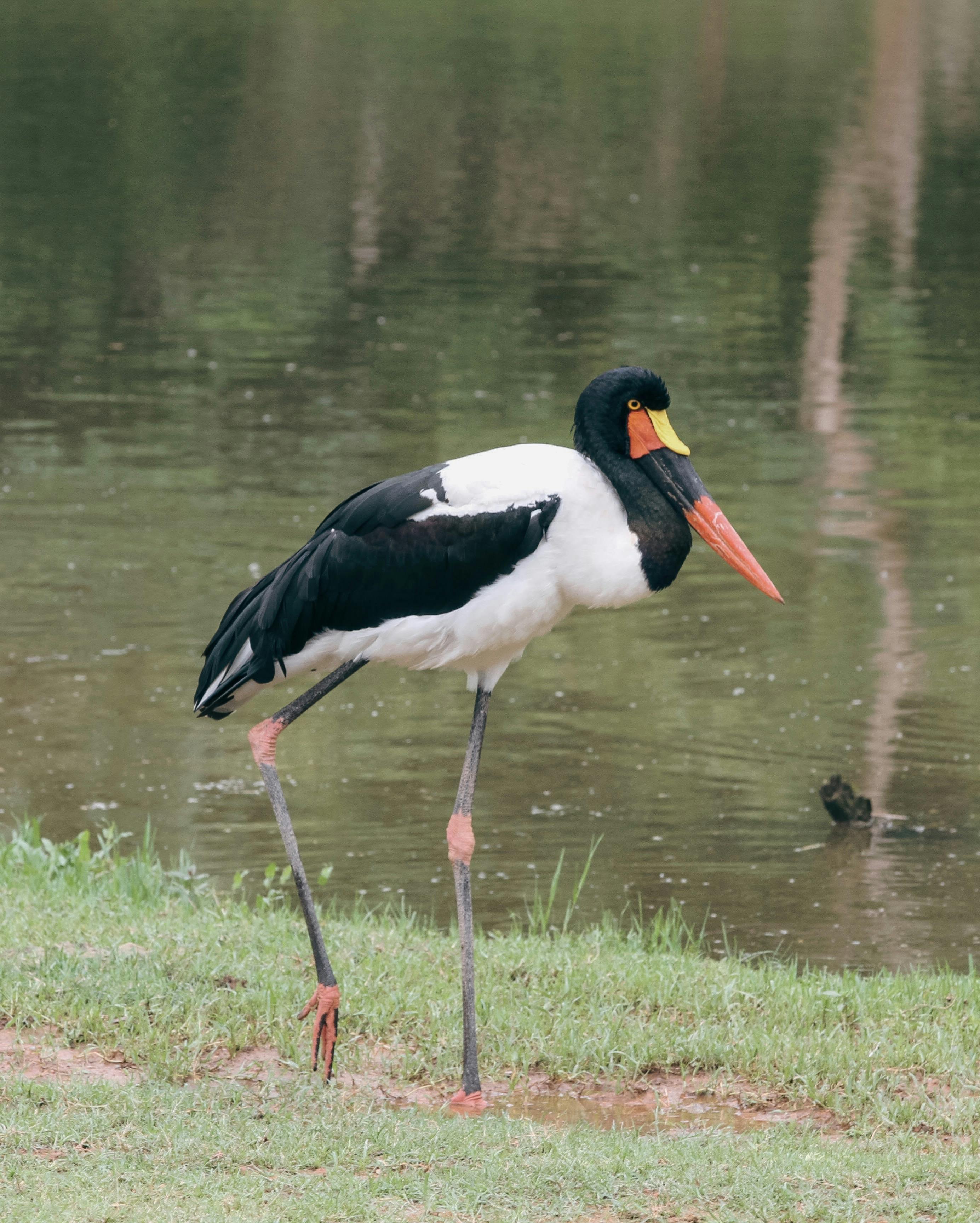 A Saddle Billed Stork Walking by a Riverside · Free Stock Photo