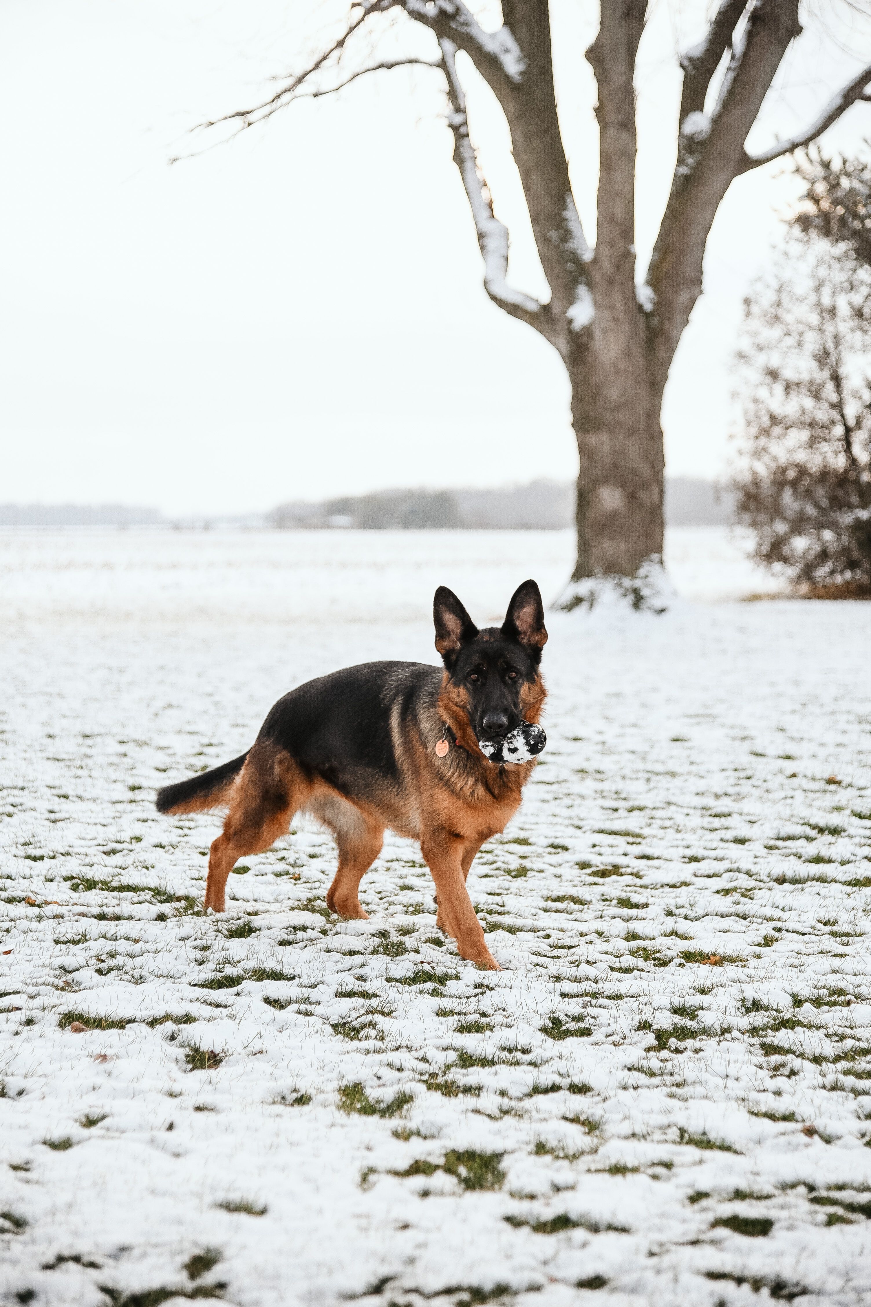 German Shepherd Outdoors in Snow · Free Stock Photo