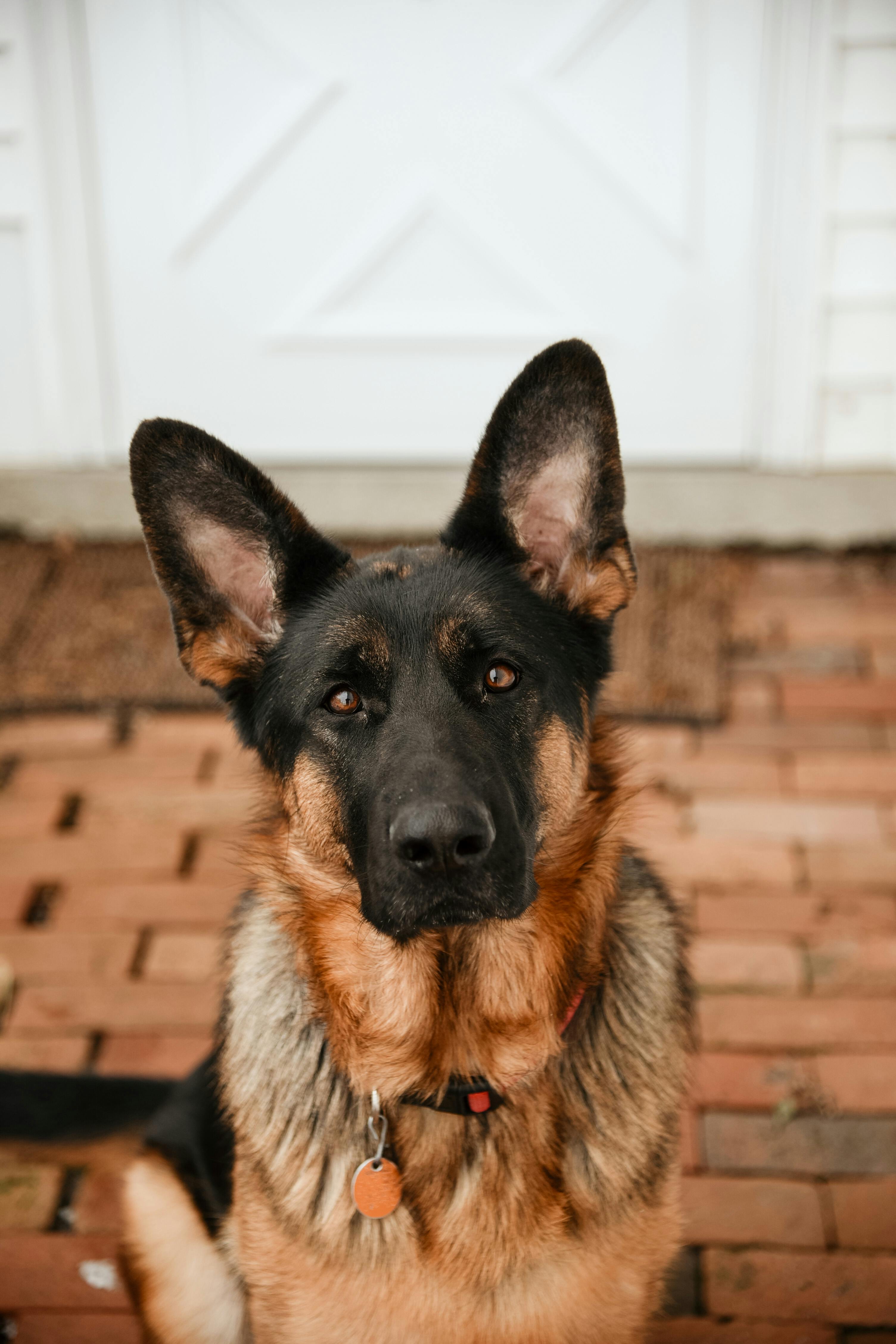 German Shepherd in Front of a House · Free Stock Photo