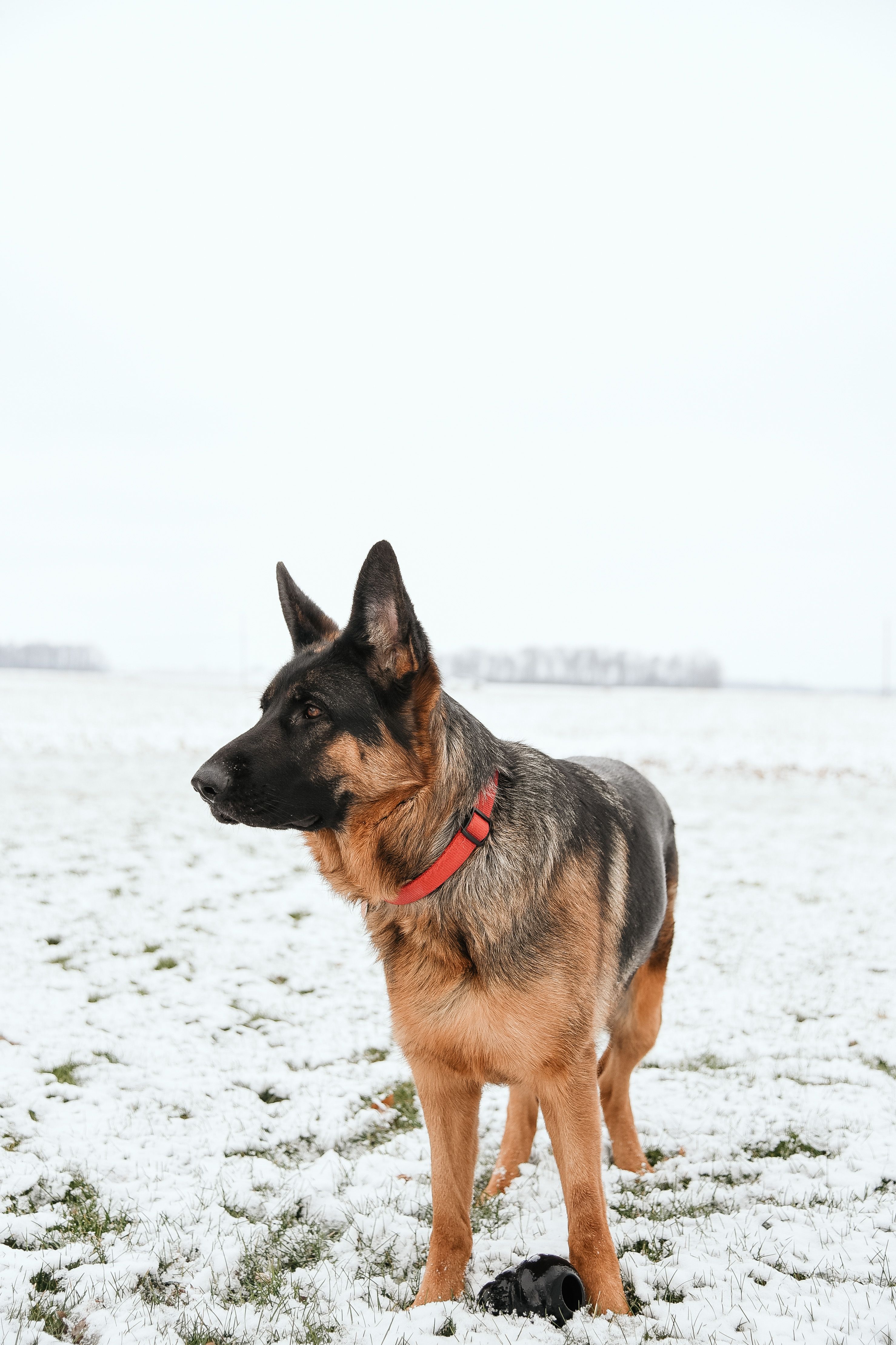 Tundra Dog Photos, Download The BEST Free Tundra Dog Stock Photos & HD ...