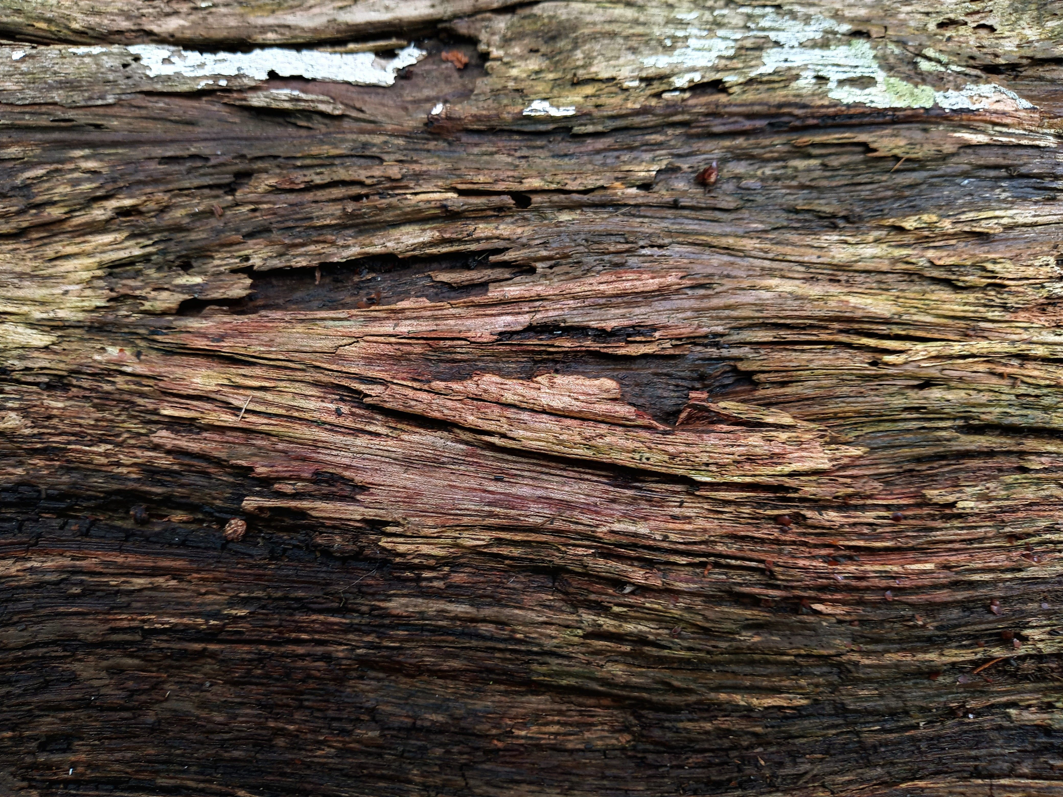 Close up of Tree Bark · Free Stock Photo