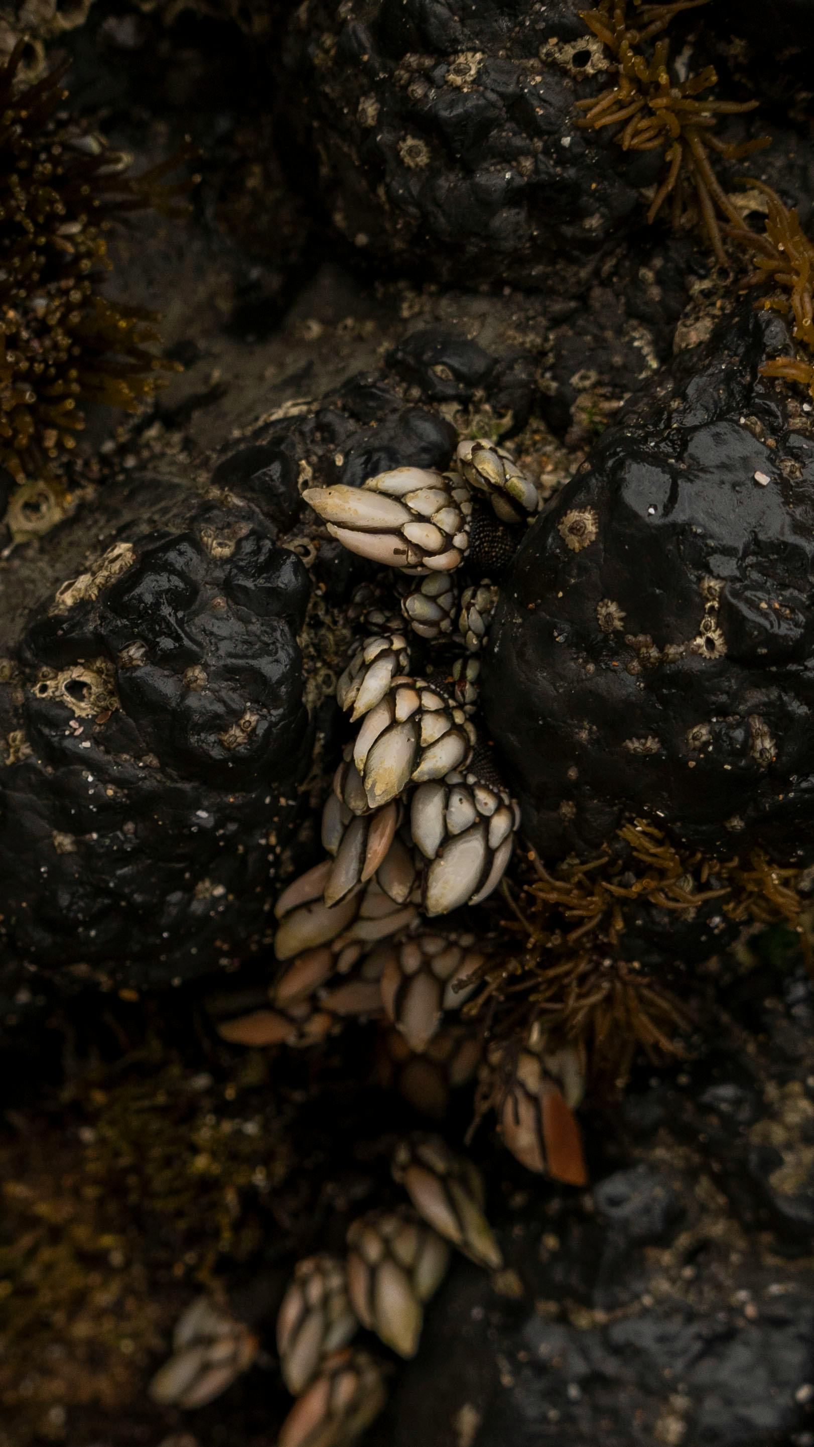 Pelagic Goose Barnacle