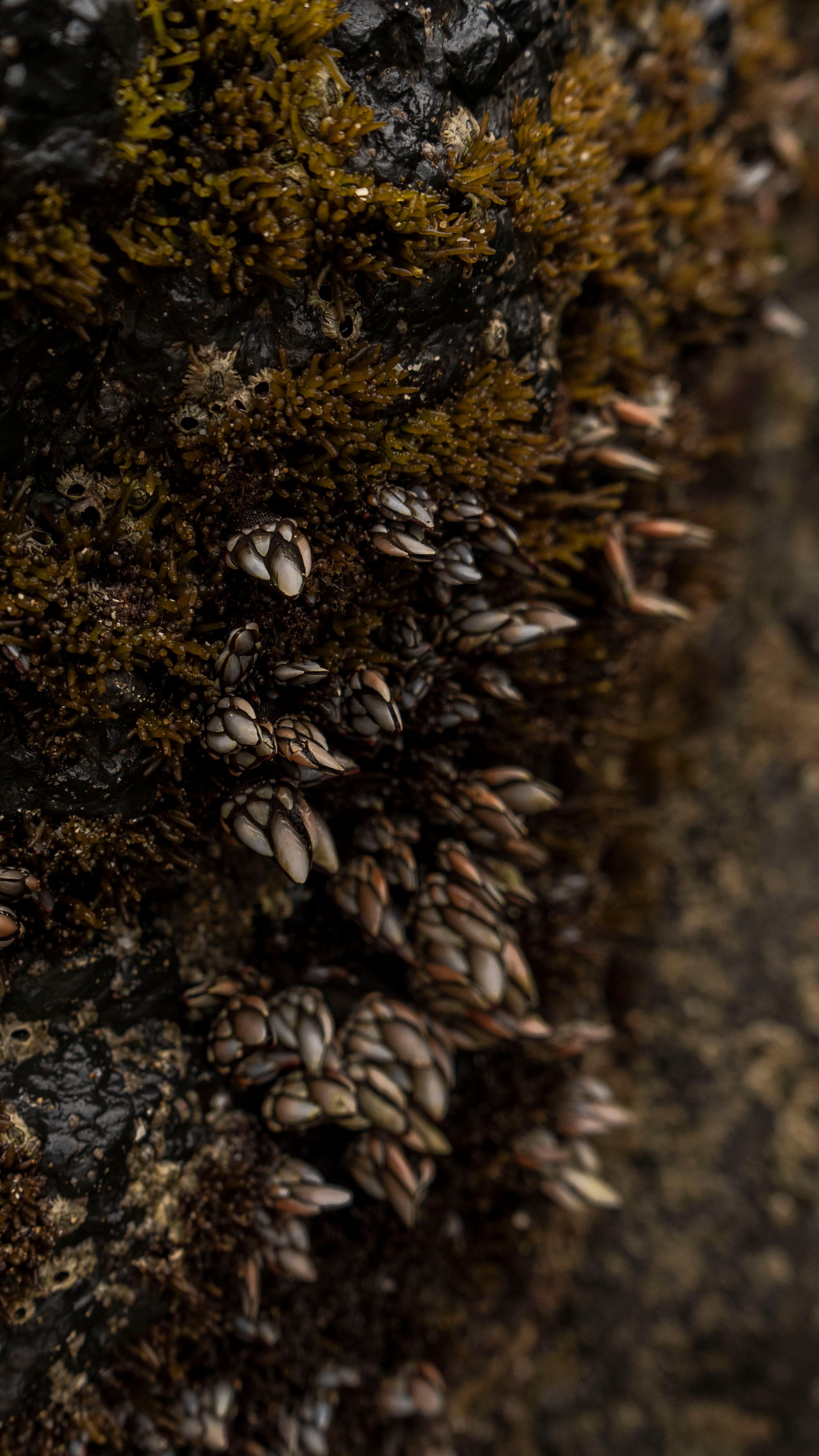 Barnacles on Rock · Free Stock Photo