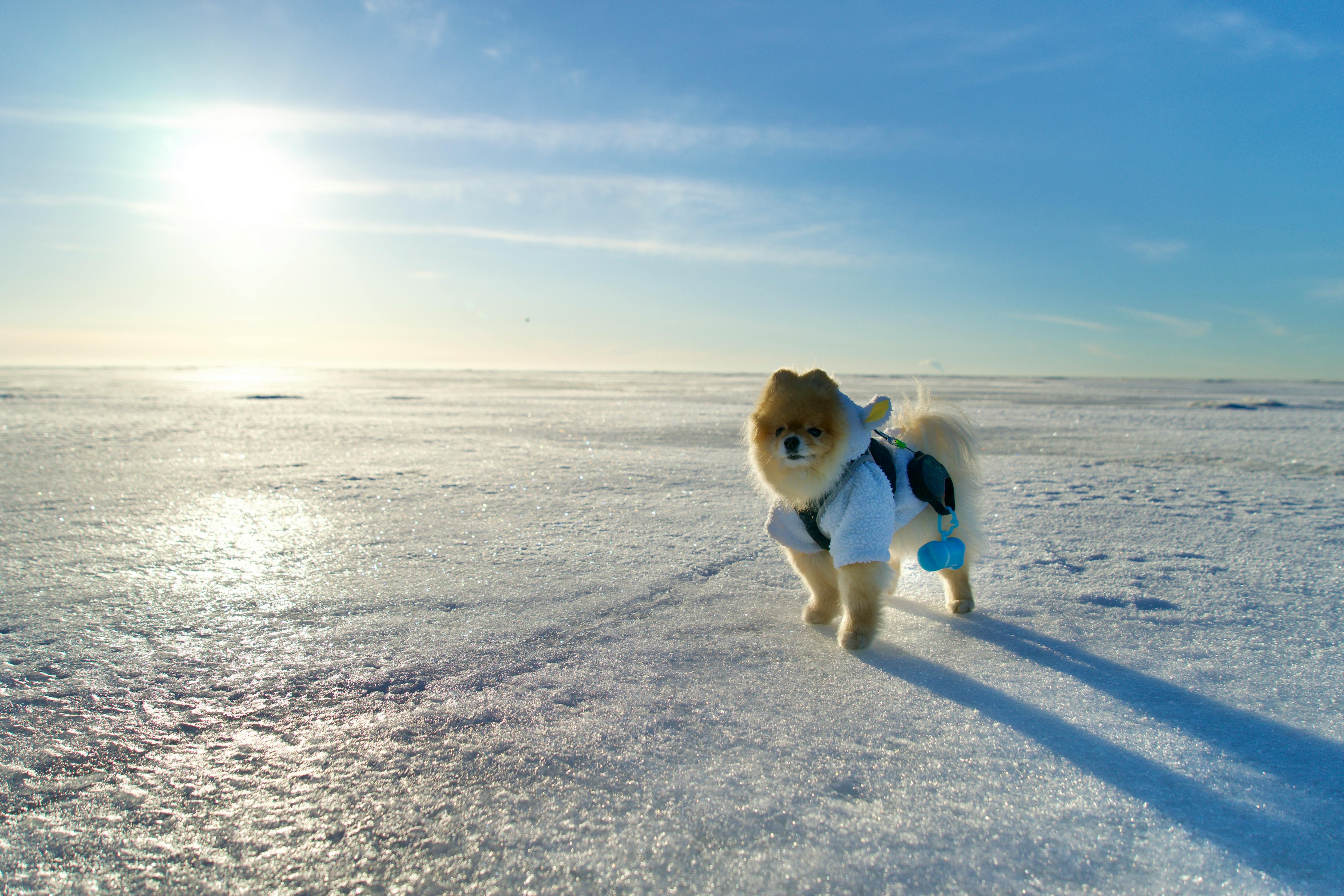 Dog Standing on Ice in Winter · Free Stock Photo