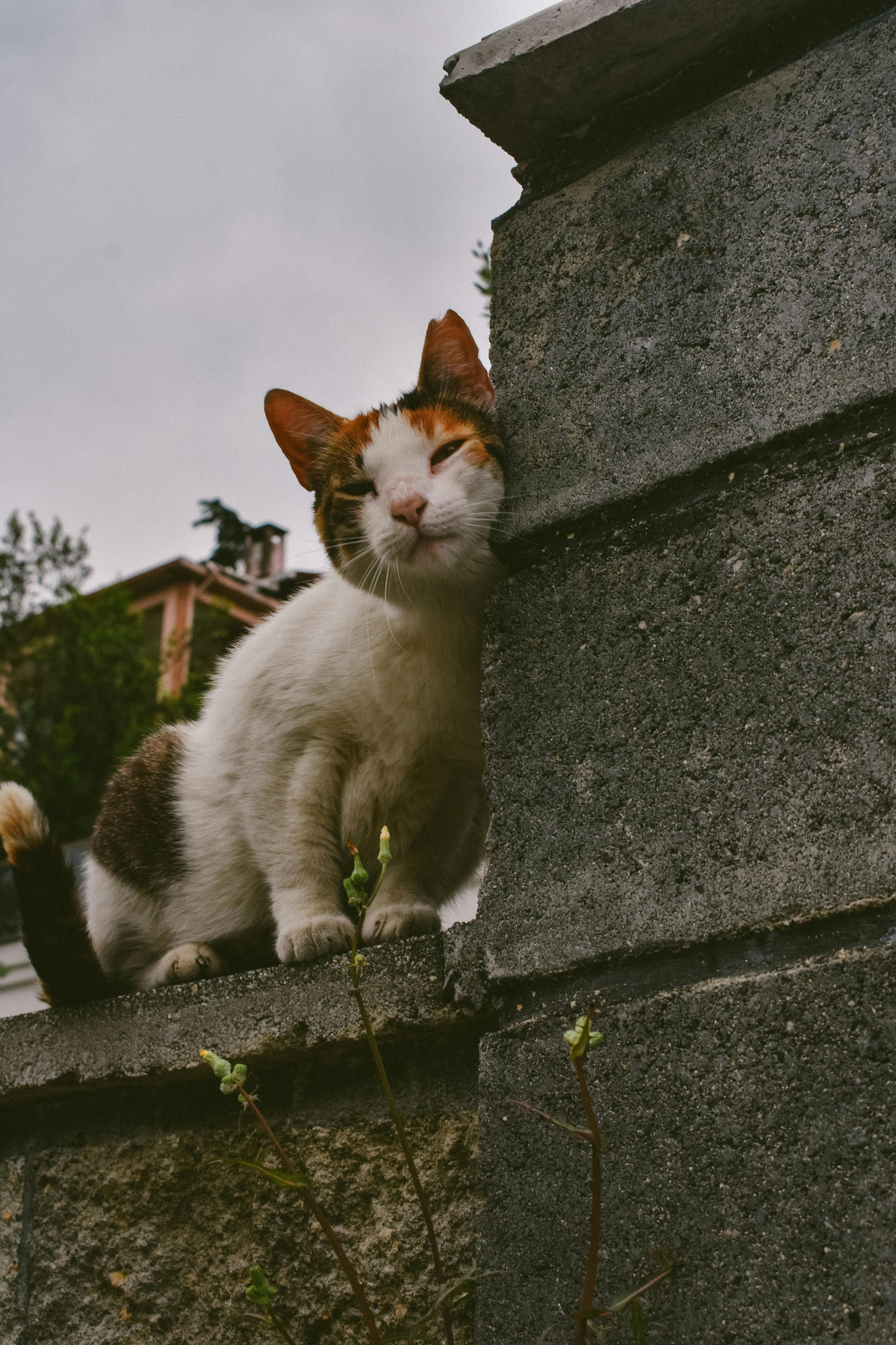 A cat is leaning against a wall · Free Stock Photo