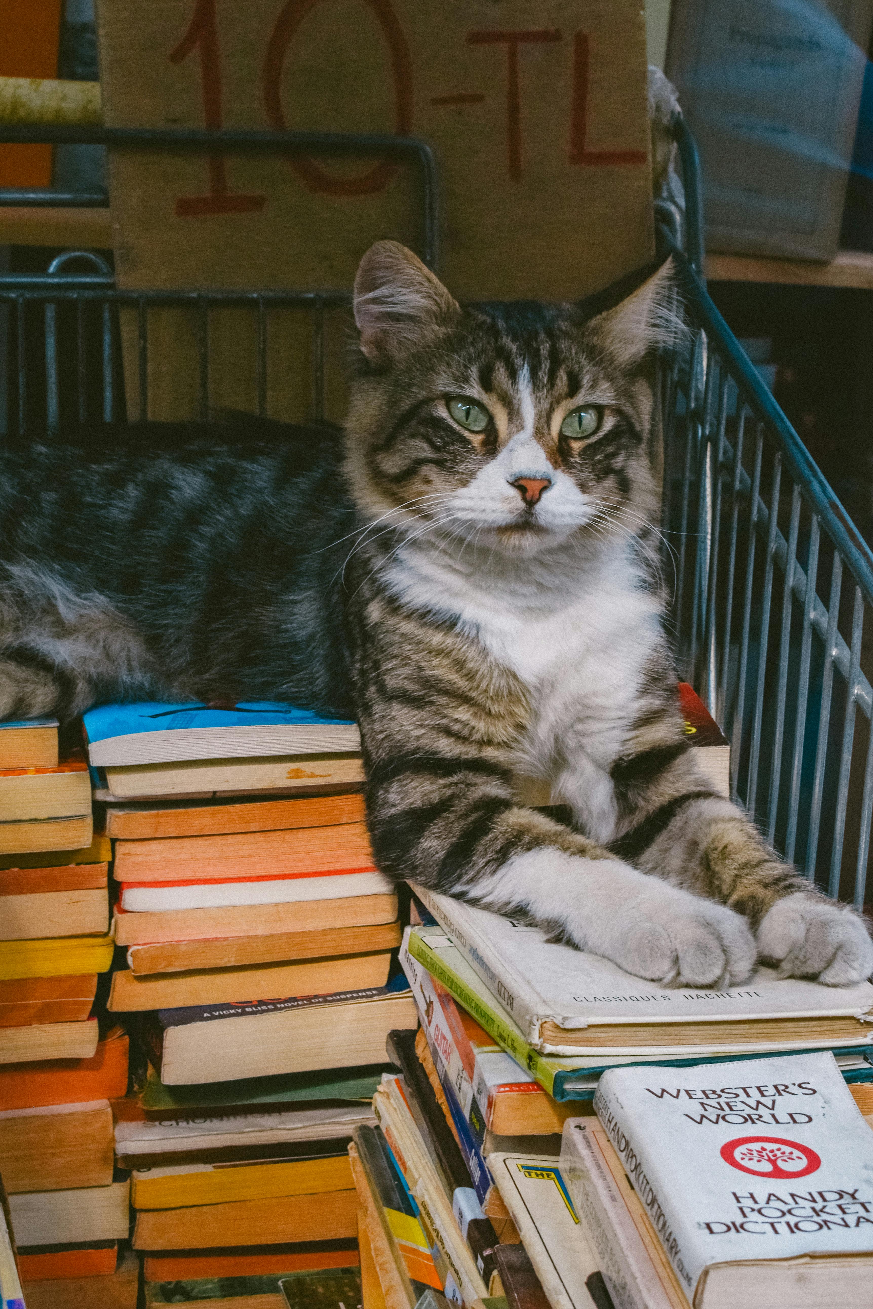 A cat sitting on top of a stack of books · Free Stock Photo
