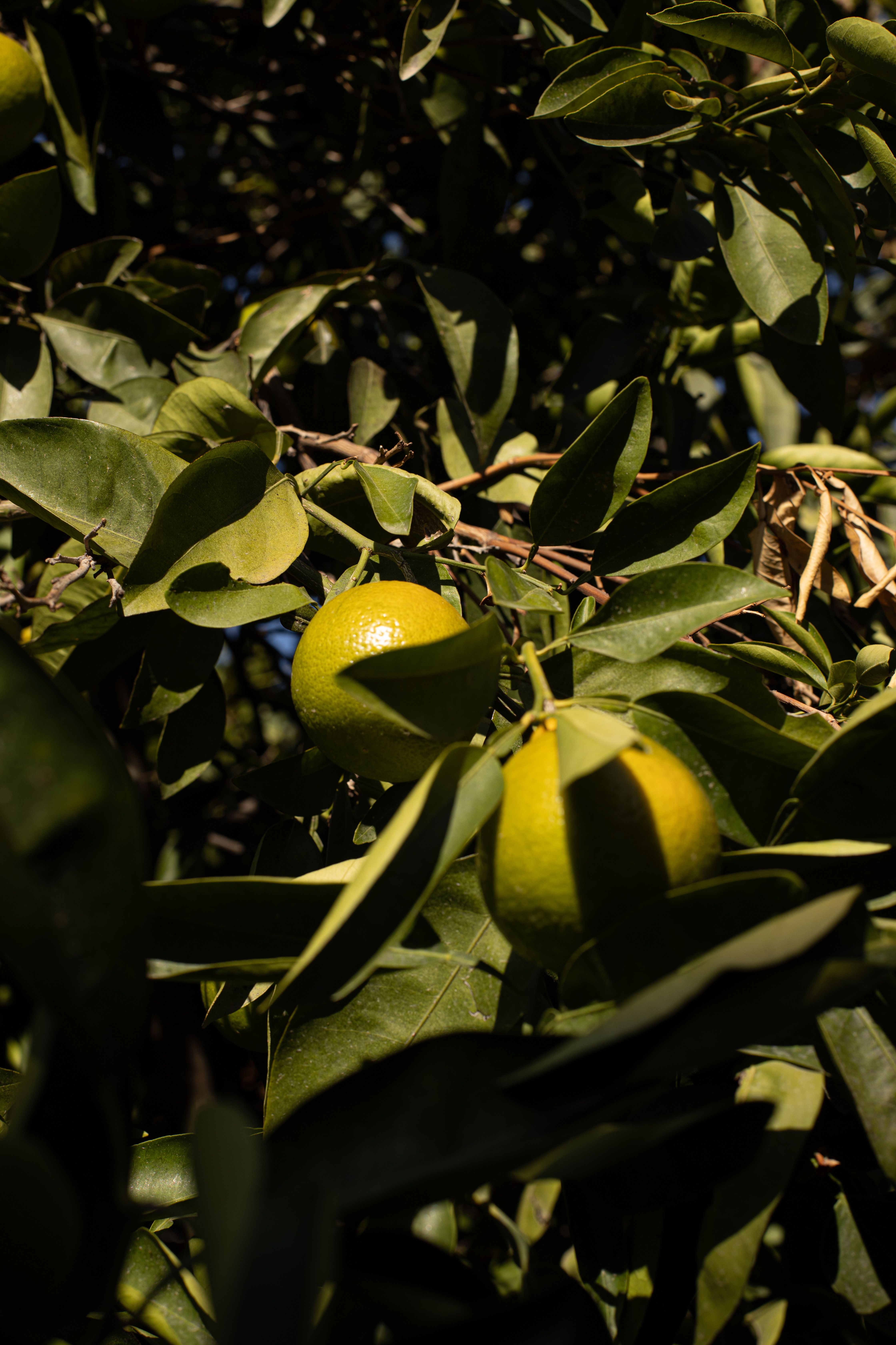 Green Unripe Oranges on Branches · Free Stock Photo