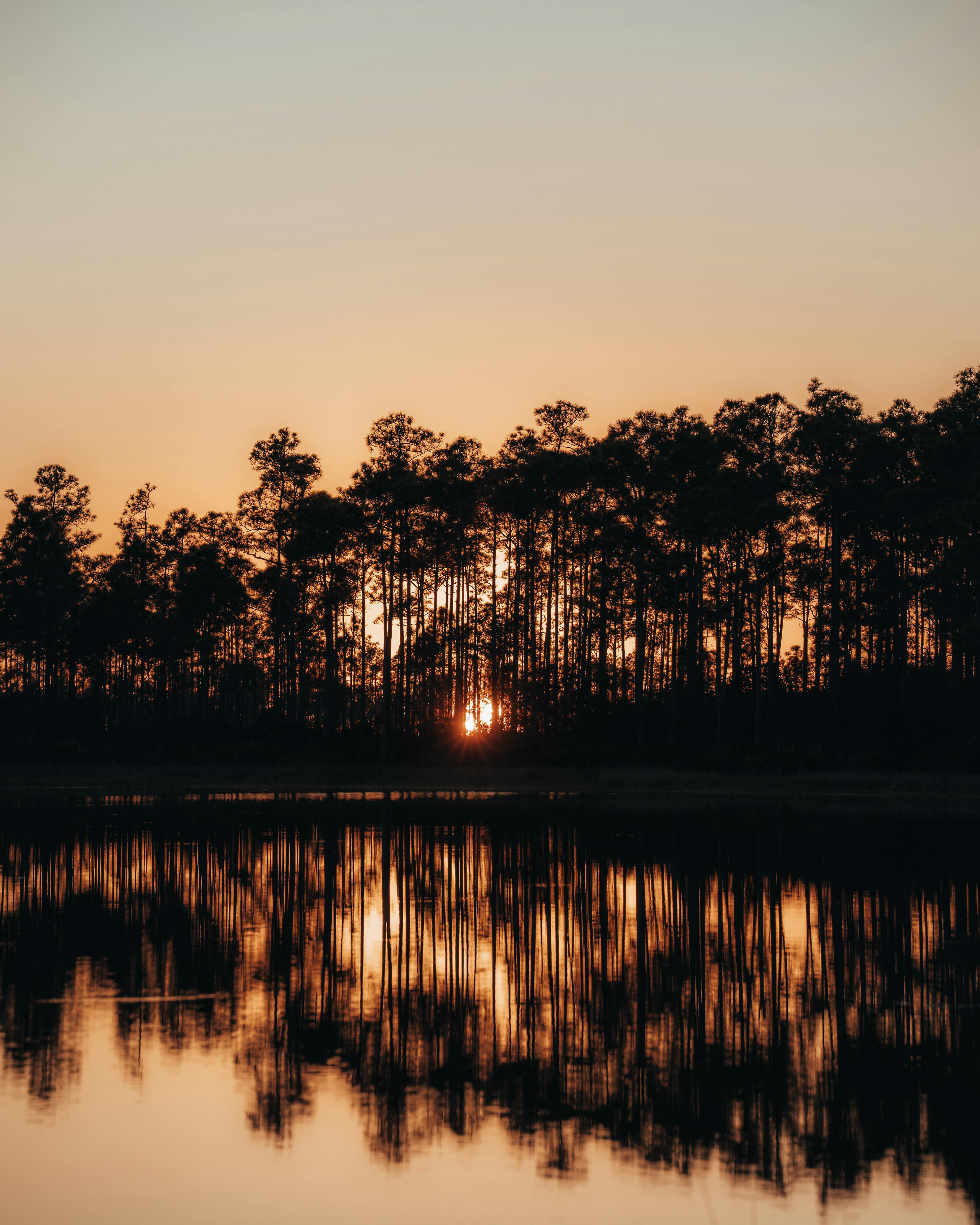 Silhouette of a Tree During Night Time · Free Stock Photo
