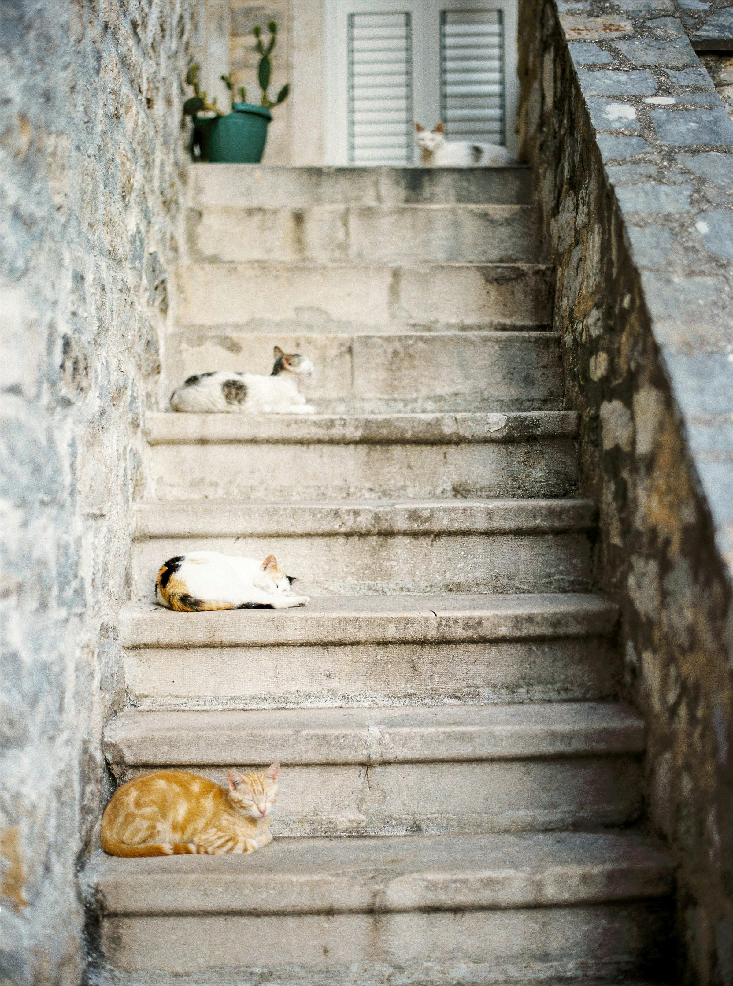 Animals House Photos, Download The BEST Free Animals House Stock Photos ...