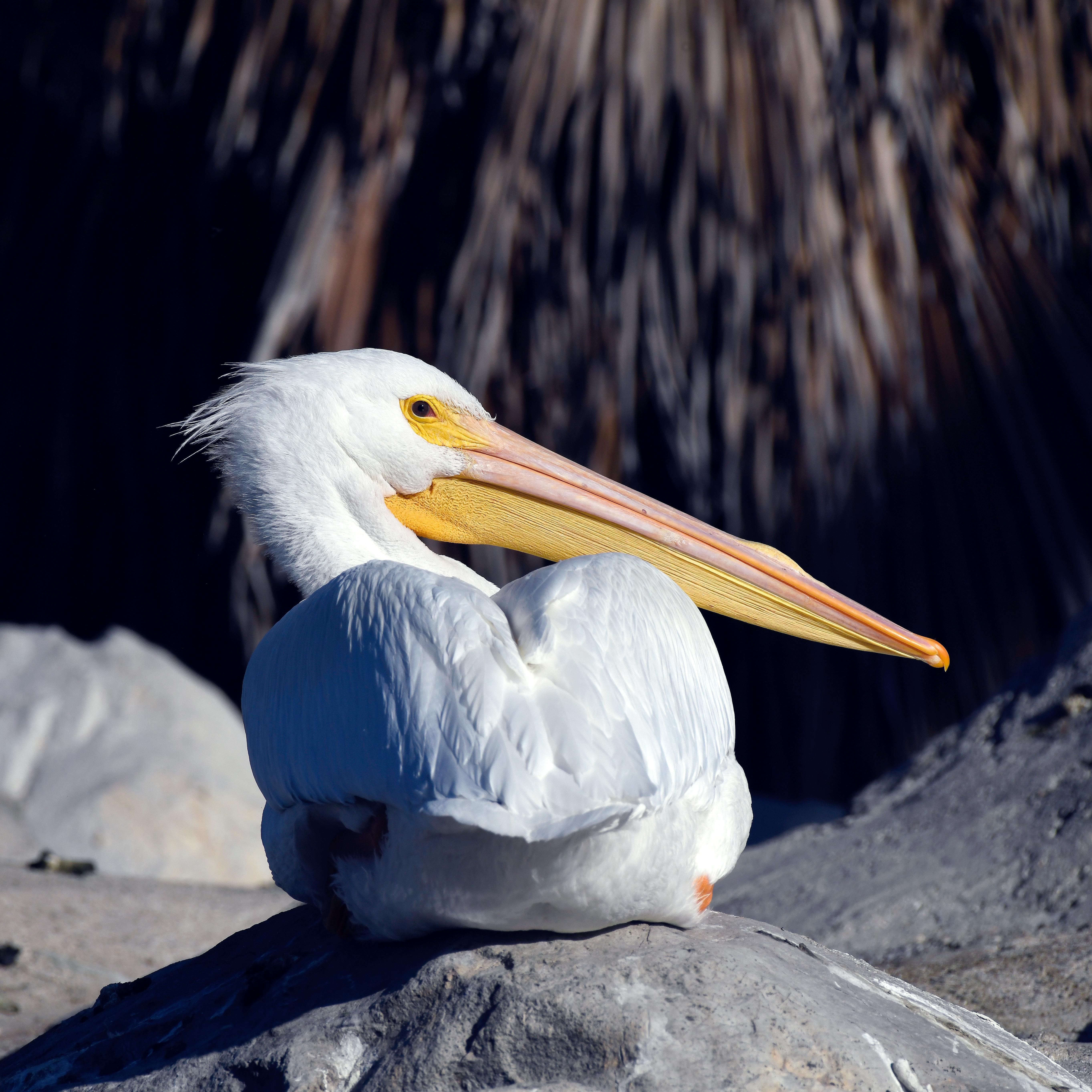 Pelican Sitting on Rock in Nature · Free Stock Photo