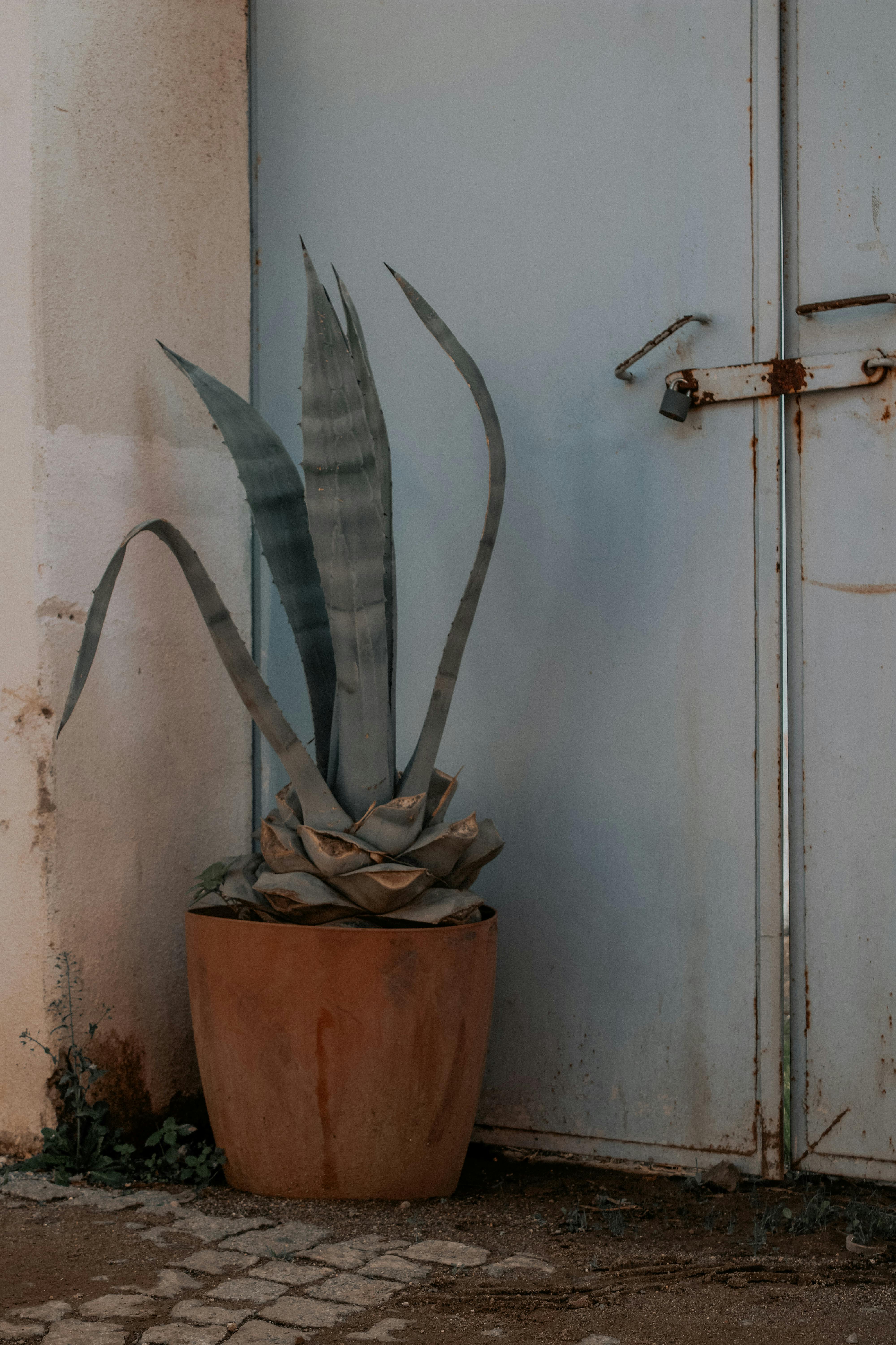 Plant near Locked Door · Free Stock Photo