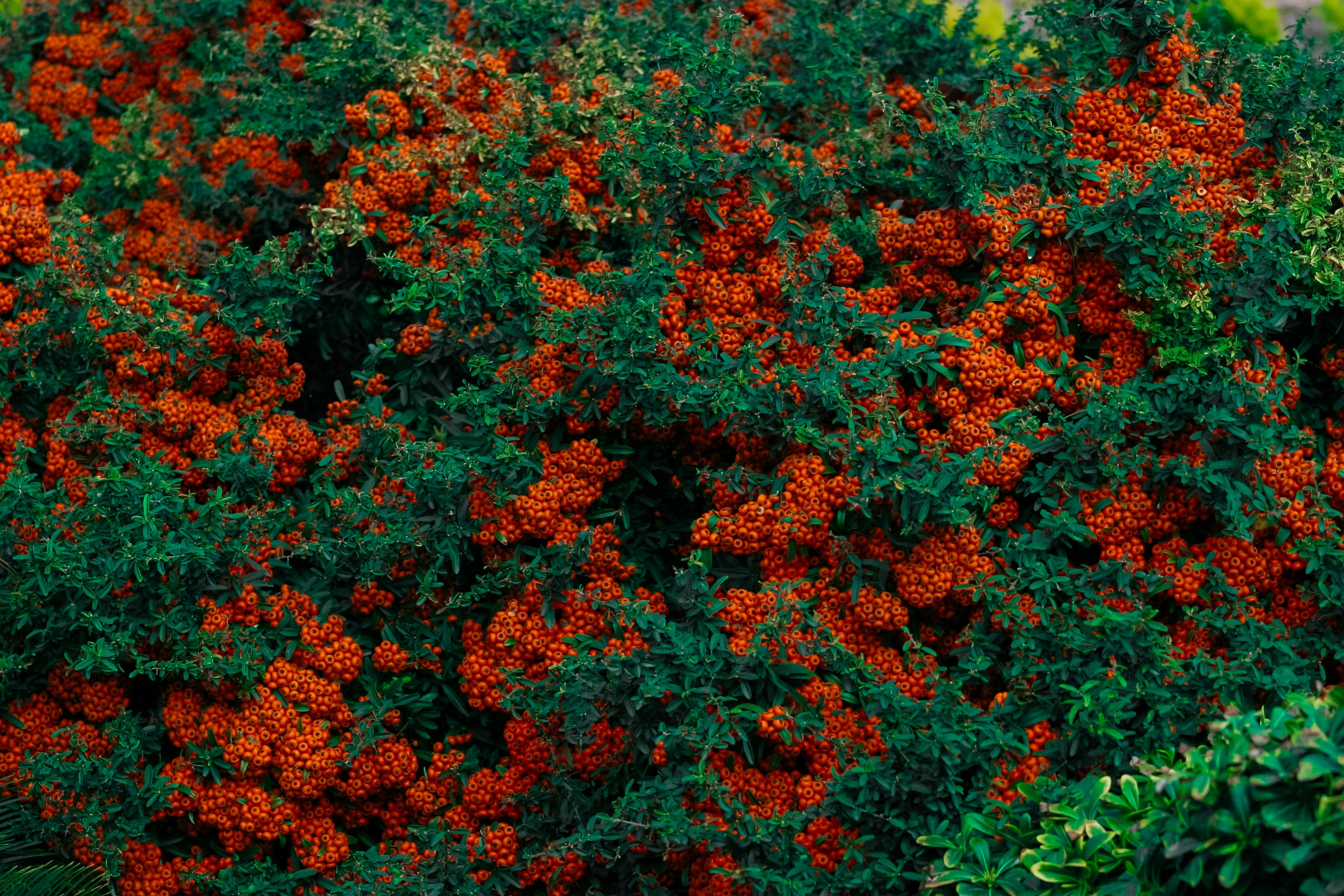 Jungle Berries Photos, Download The BEST Free Jungle Berries Stock ...