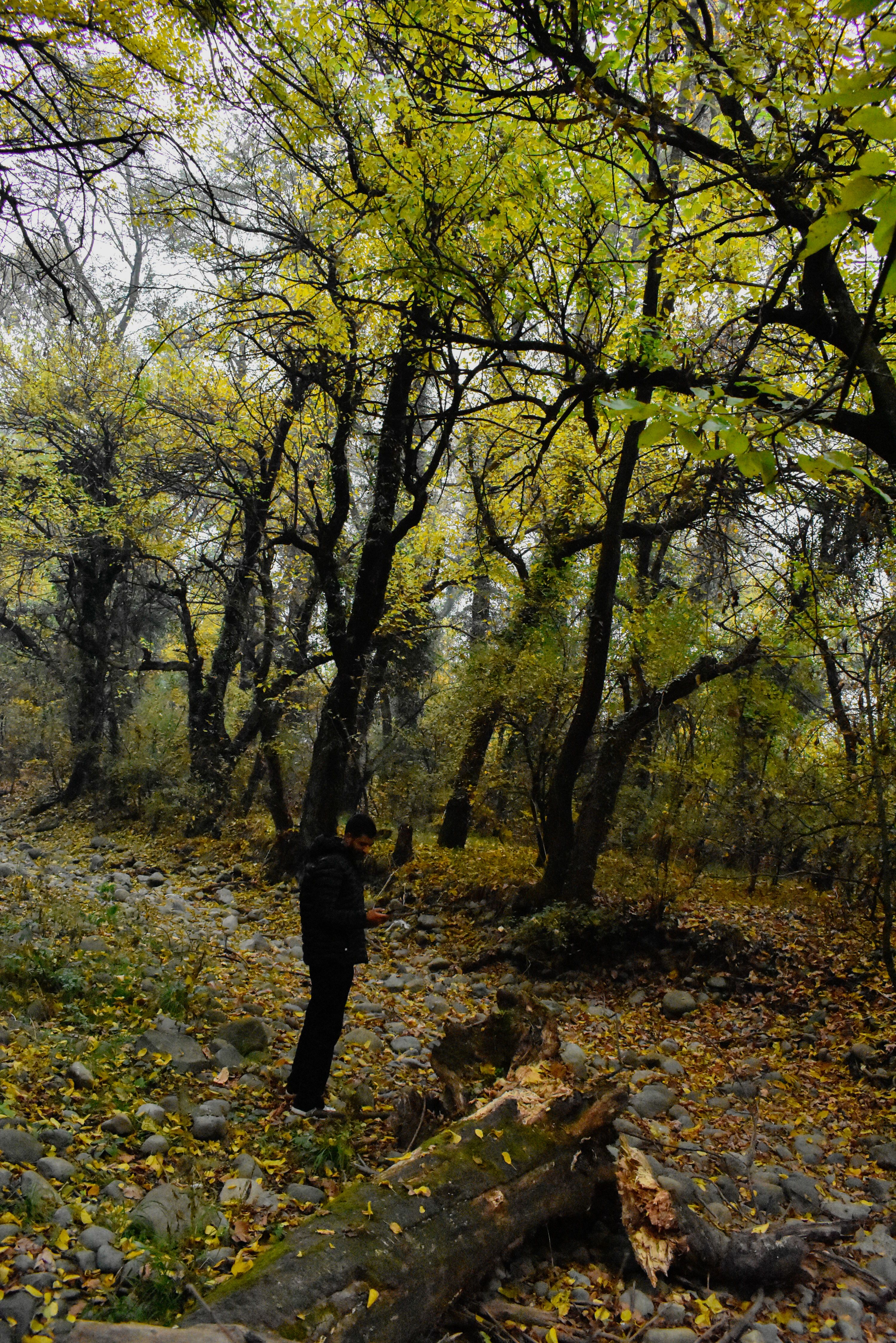 Man Standing by a Fallen Tree in a Forest · Free Stock Photo