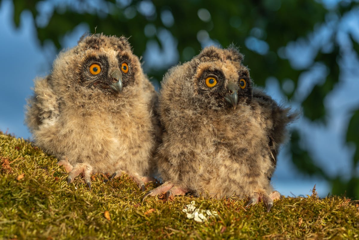Owlets Photos, Download The BEST Free Owlets Stock Photos & HD Images