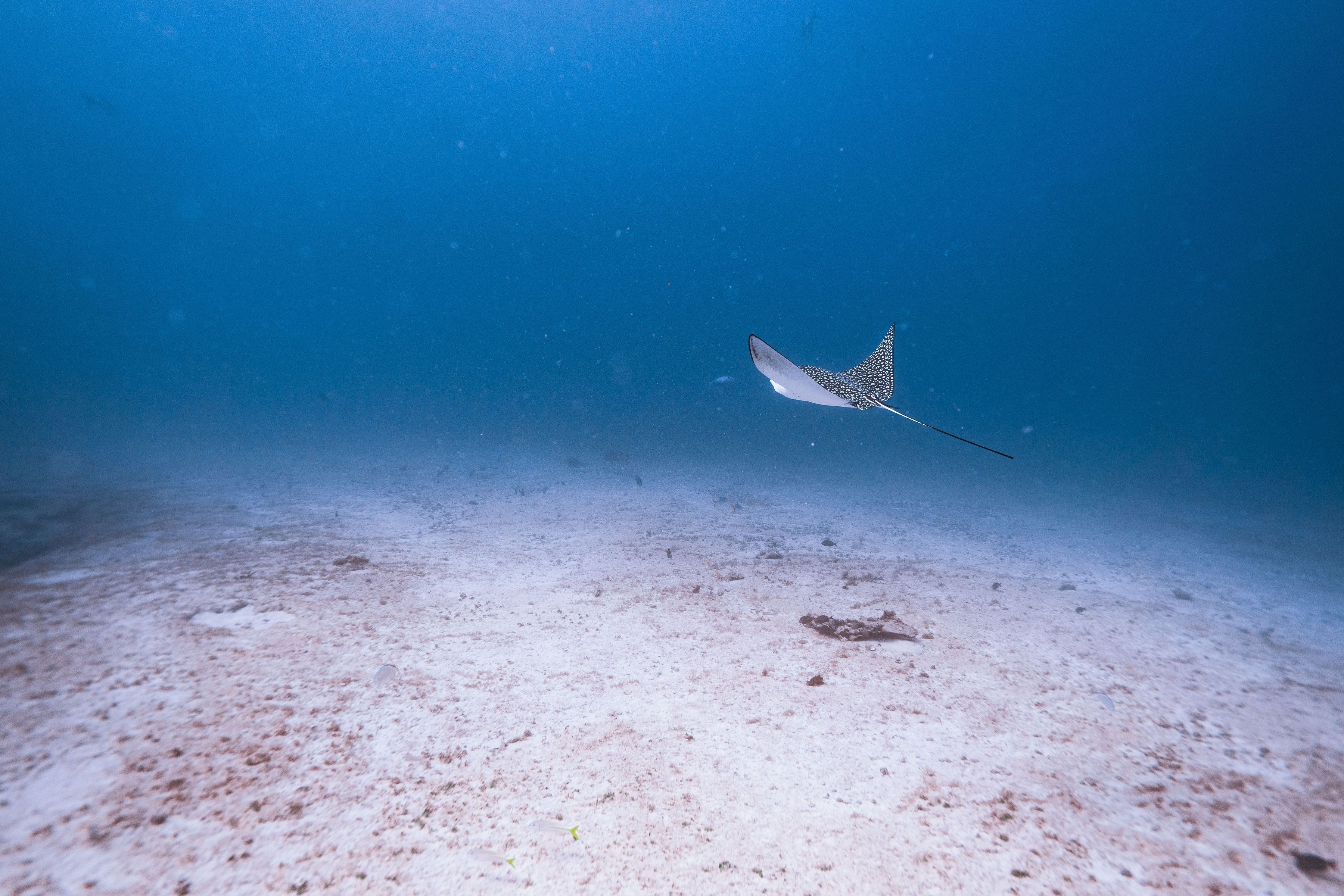Ornate Eagle Ray Stingray in Ocean · Free Stock Photo